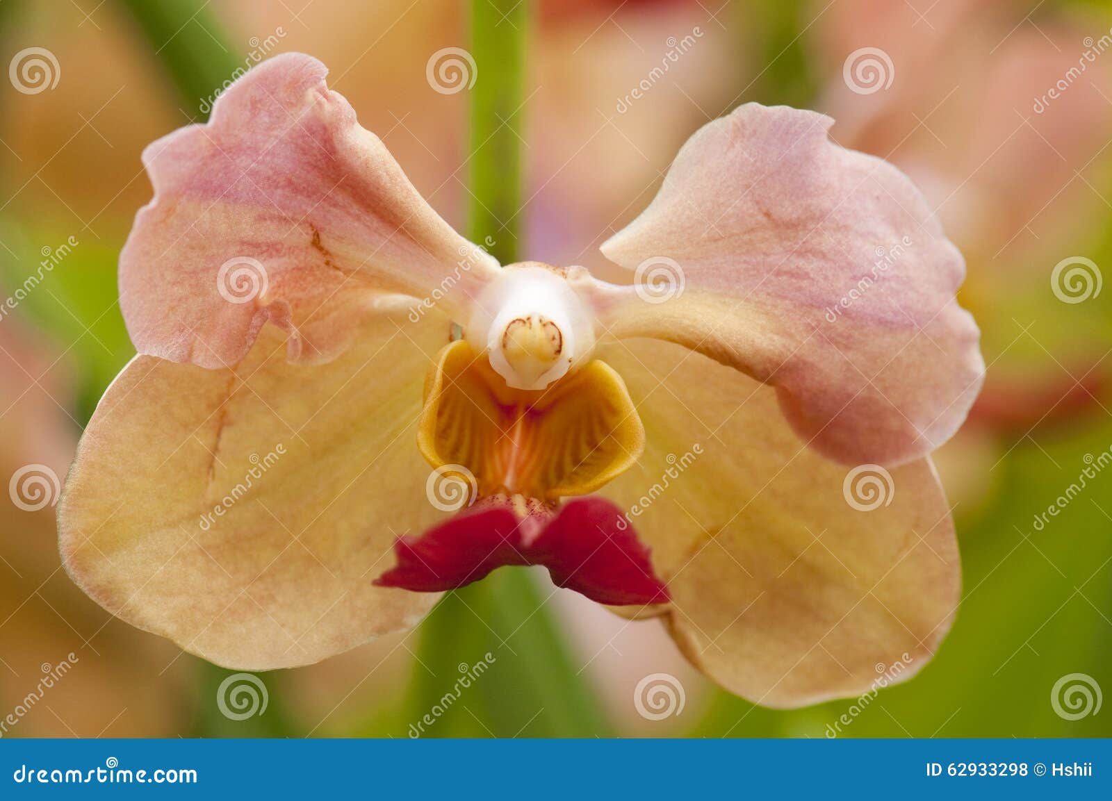 Peach Orchid stock photo. Image of nature, closeup, macro - 62933298