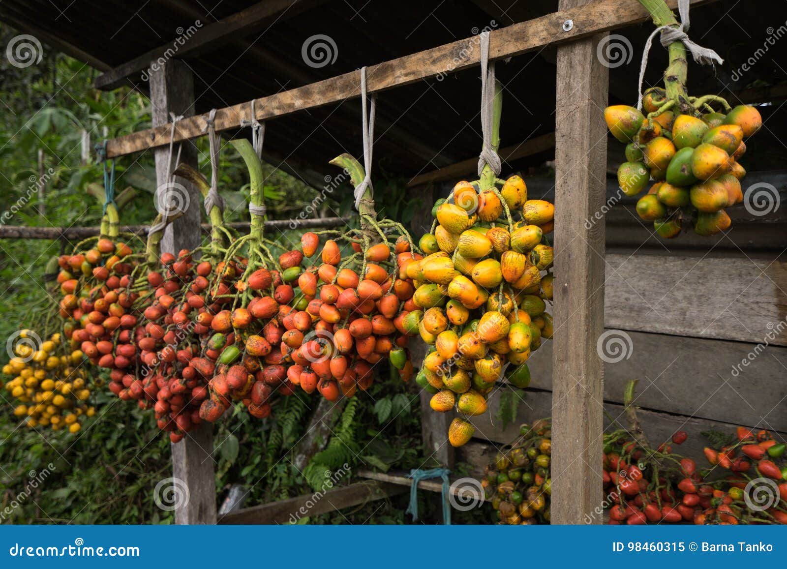 Peach palm fruit stock image. Image of food, vegan, peach - 98460315