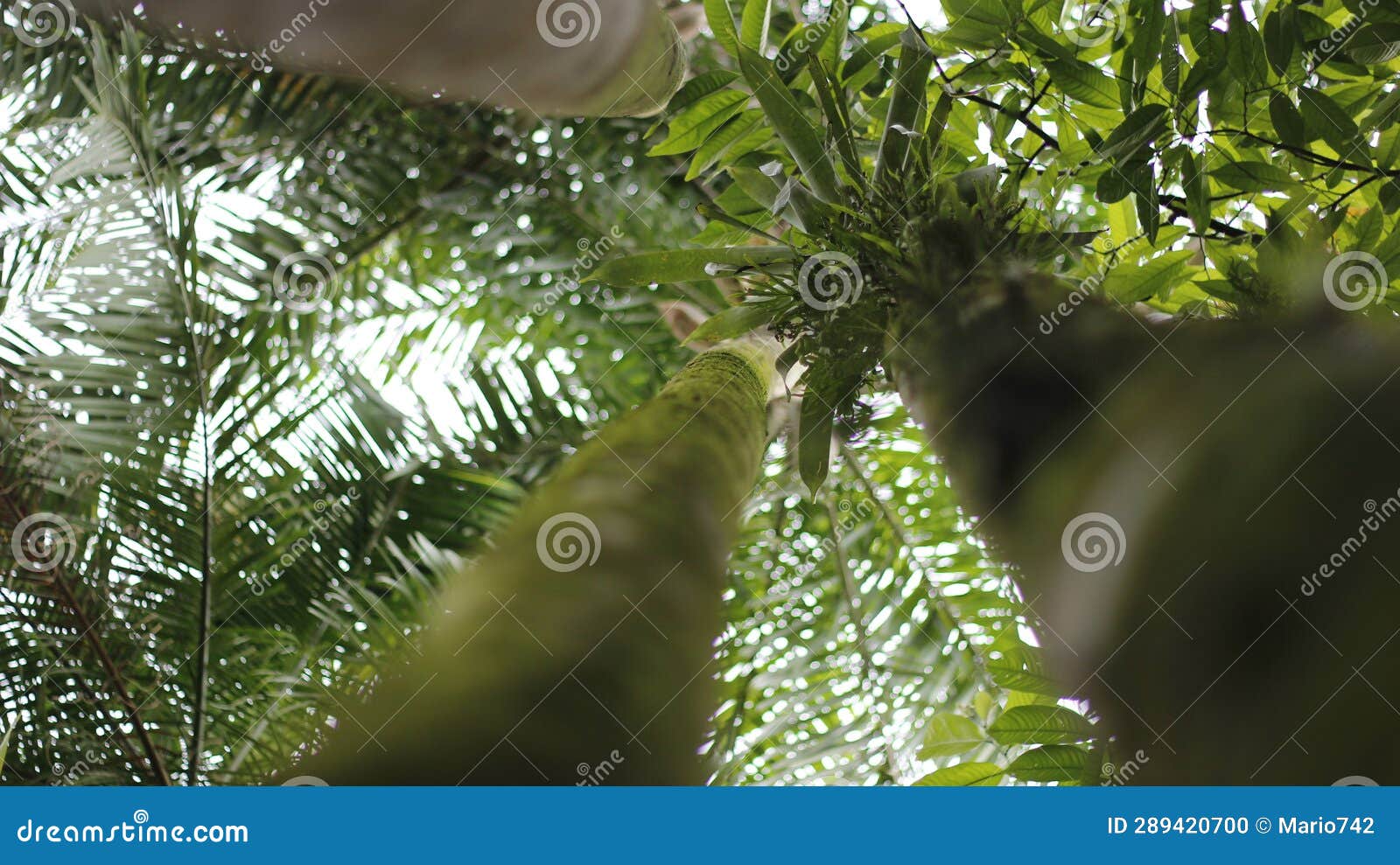 Peach Palm Trees Seen from Below Stock Photo - Image of palm, leaf ...
