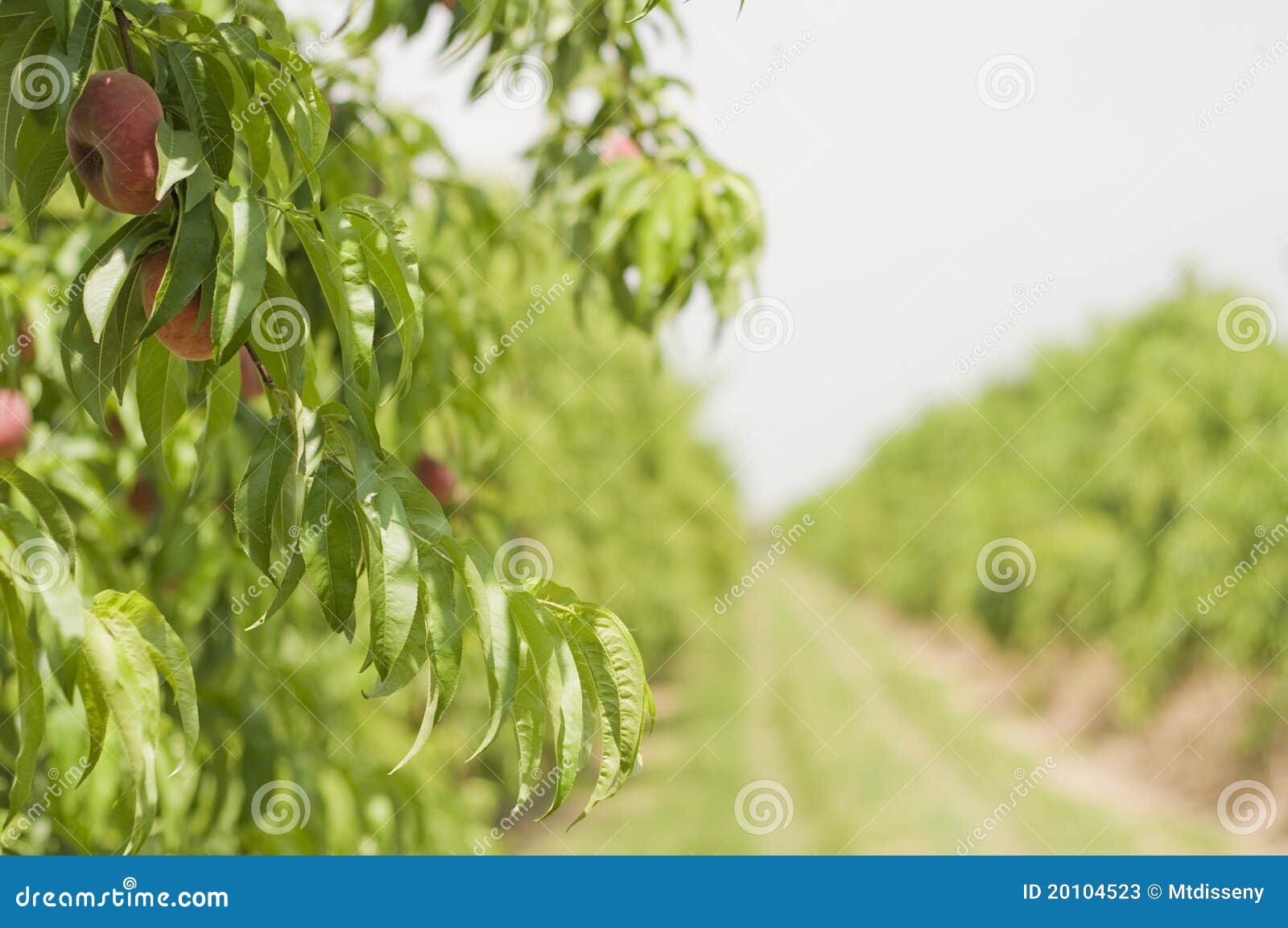 Peach of Paraguay - Spain stock image. Image of agriculture - 20104523