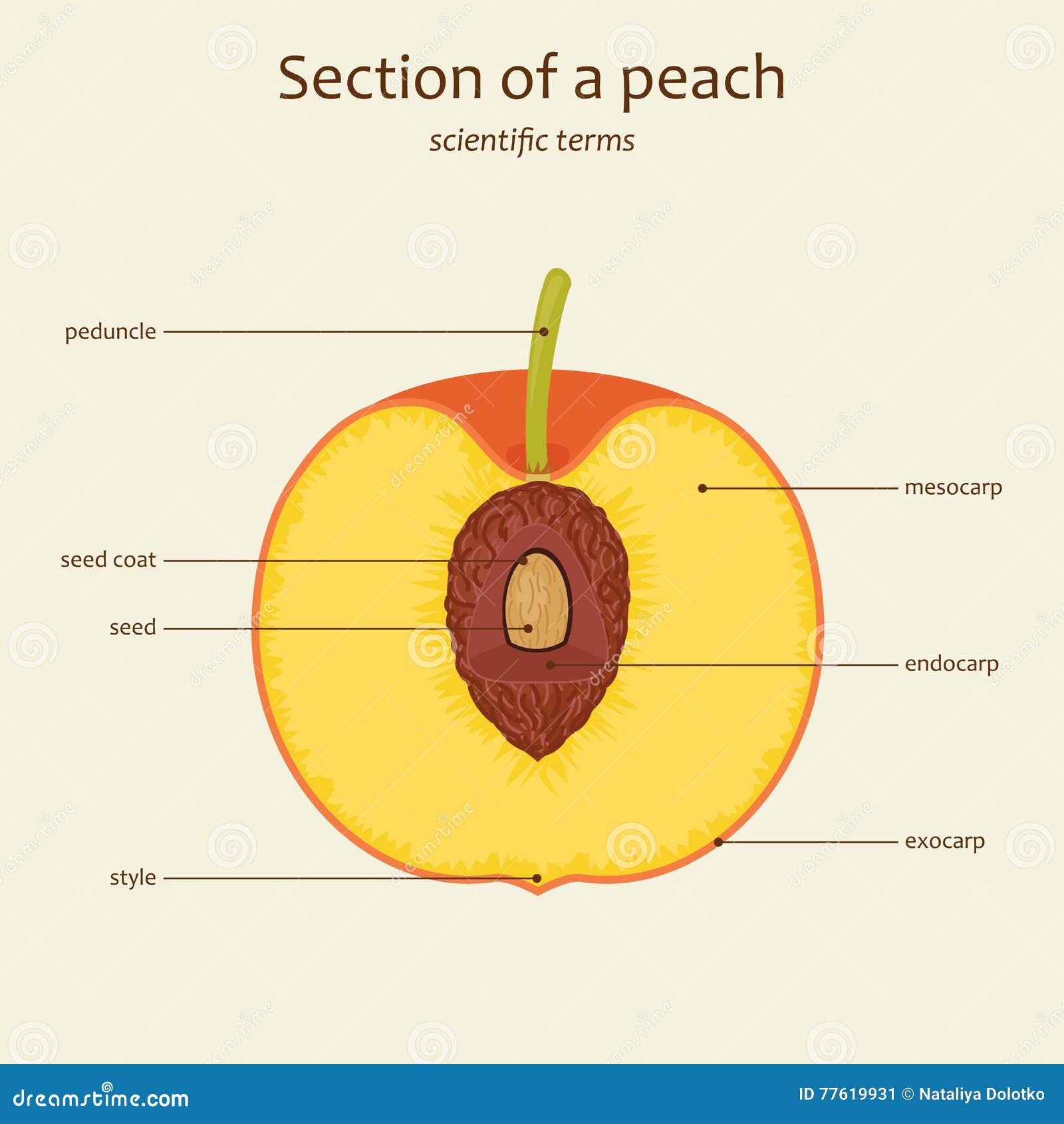 Peach parts names, vector stock vector. Illustration of peduncle - 77619931