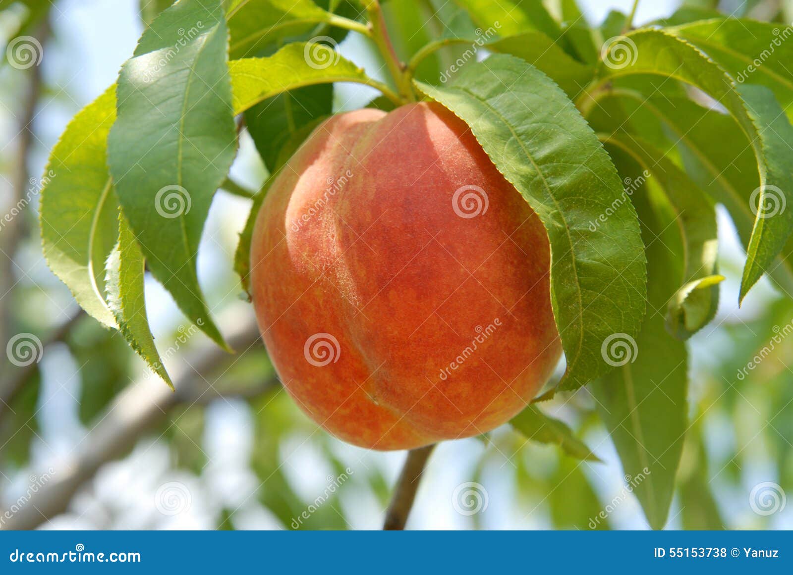 Peach on peach tree stock photo. Image of food, nature - 55153738