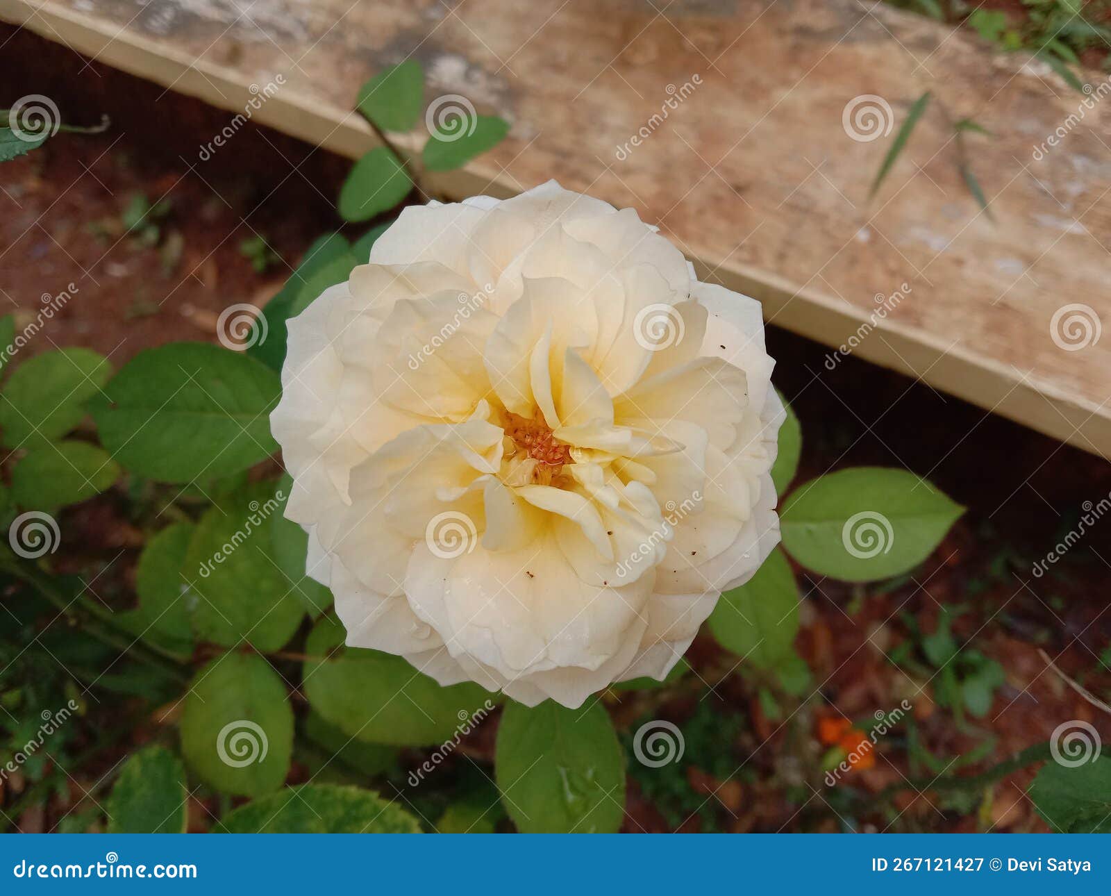 Peach peachy rose stock image. Image of shrub, flower - 267121427