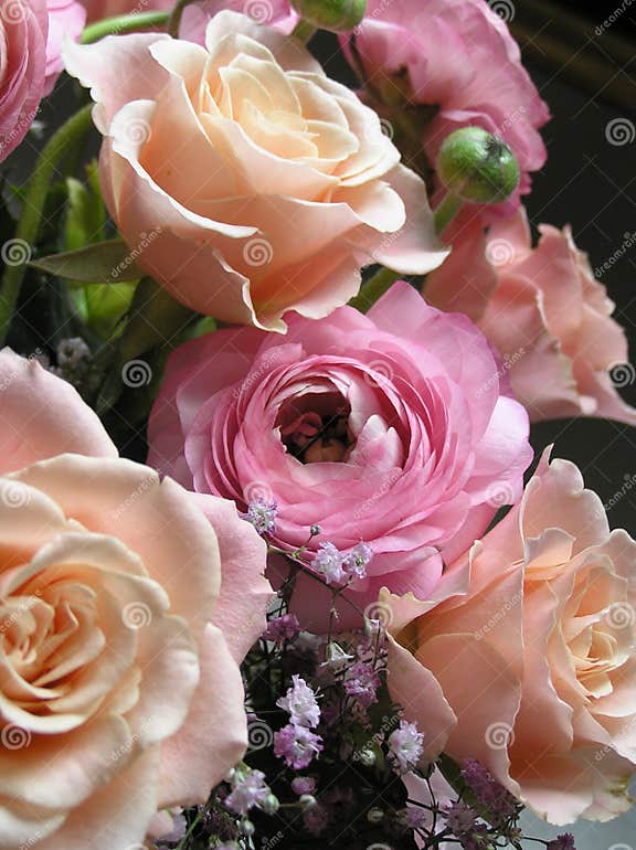 Peach & pink stock photo. Image of display, summer - 152848