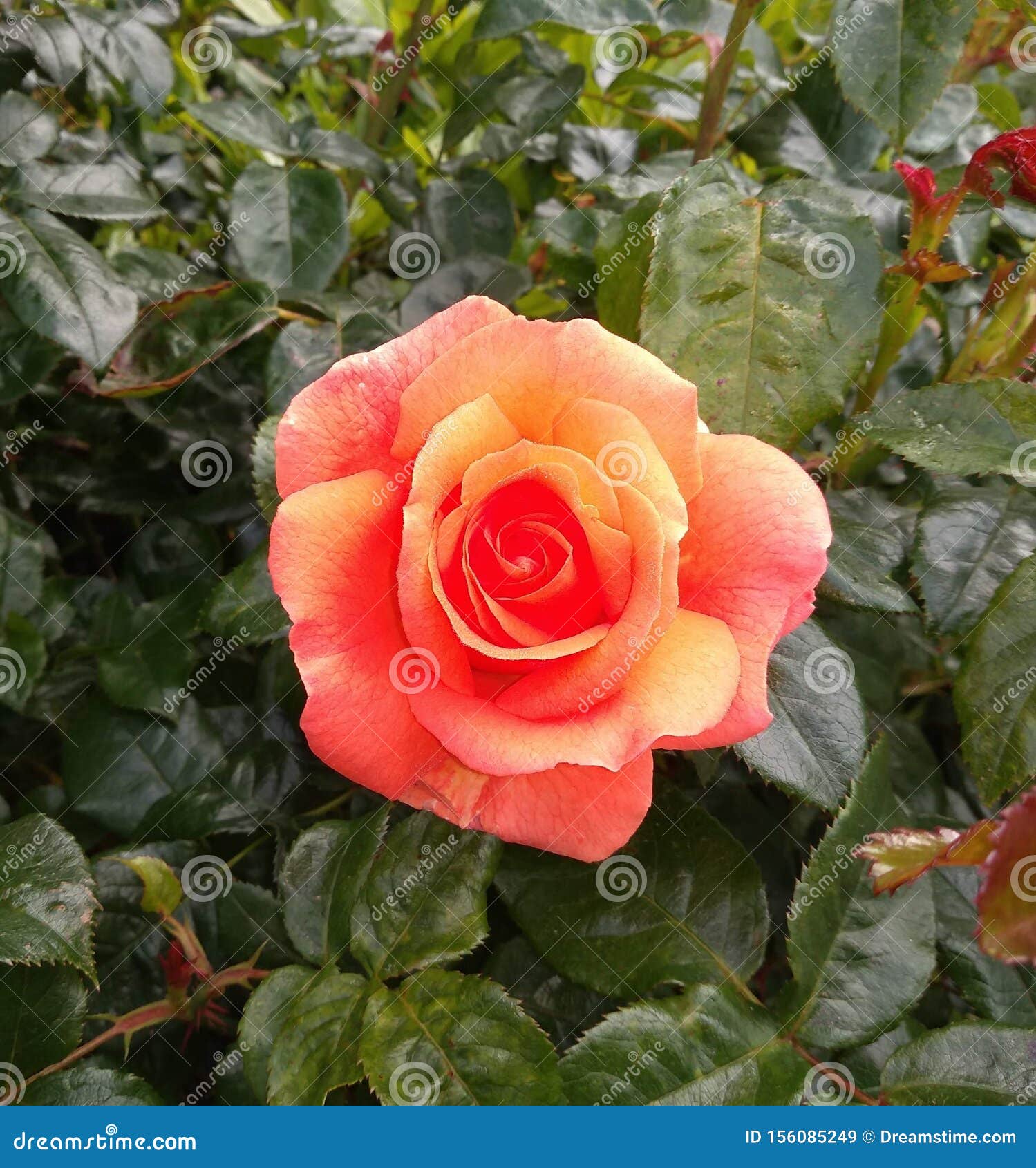 Peach and pink rose stock image. Image of summer, pink - 156085249