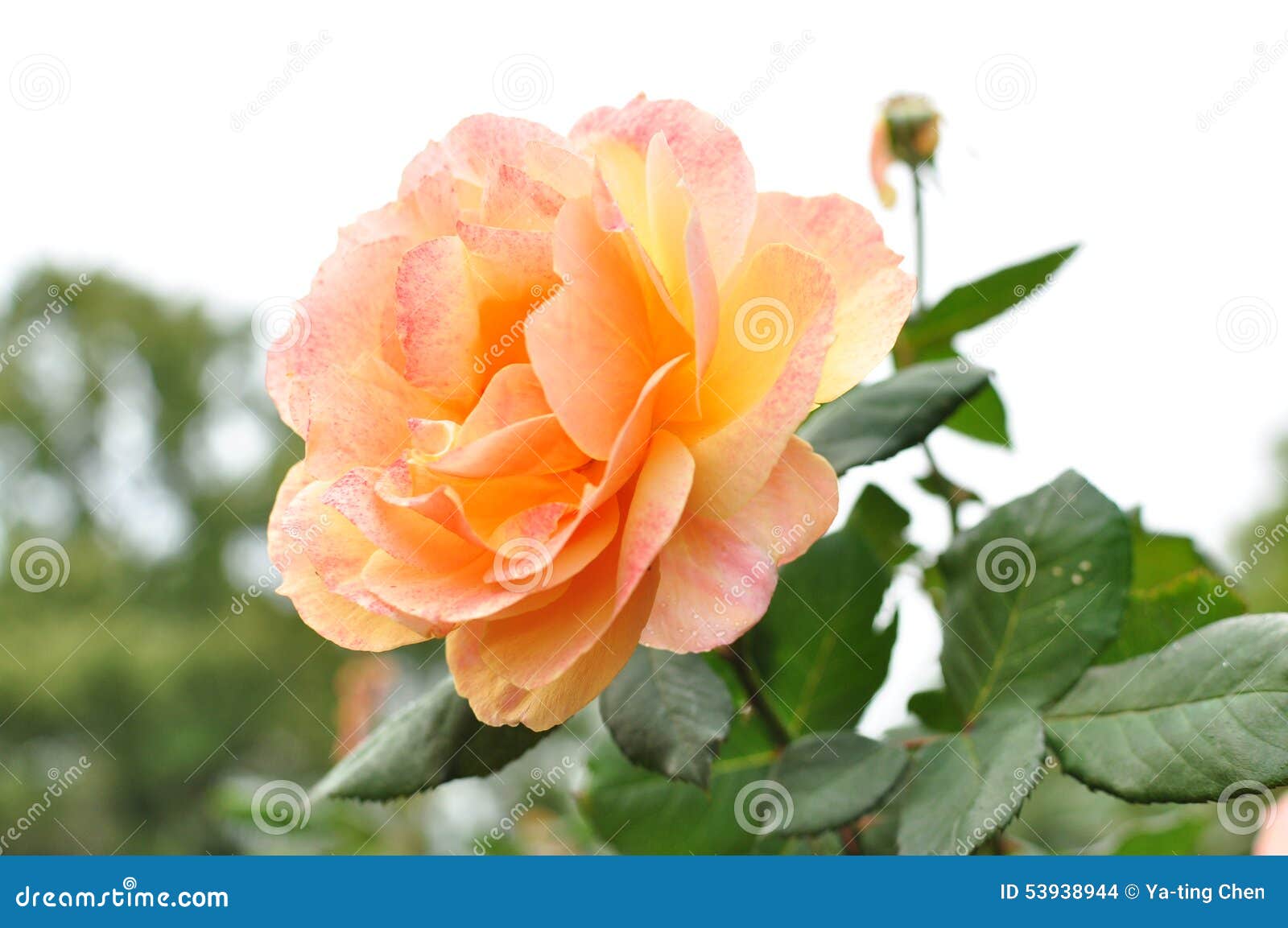 Peach pink rose stock photo. Image of dream, garden, nature - 53938944