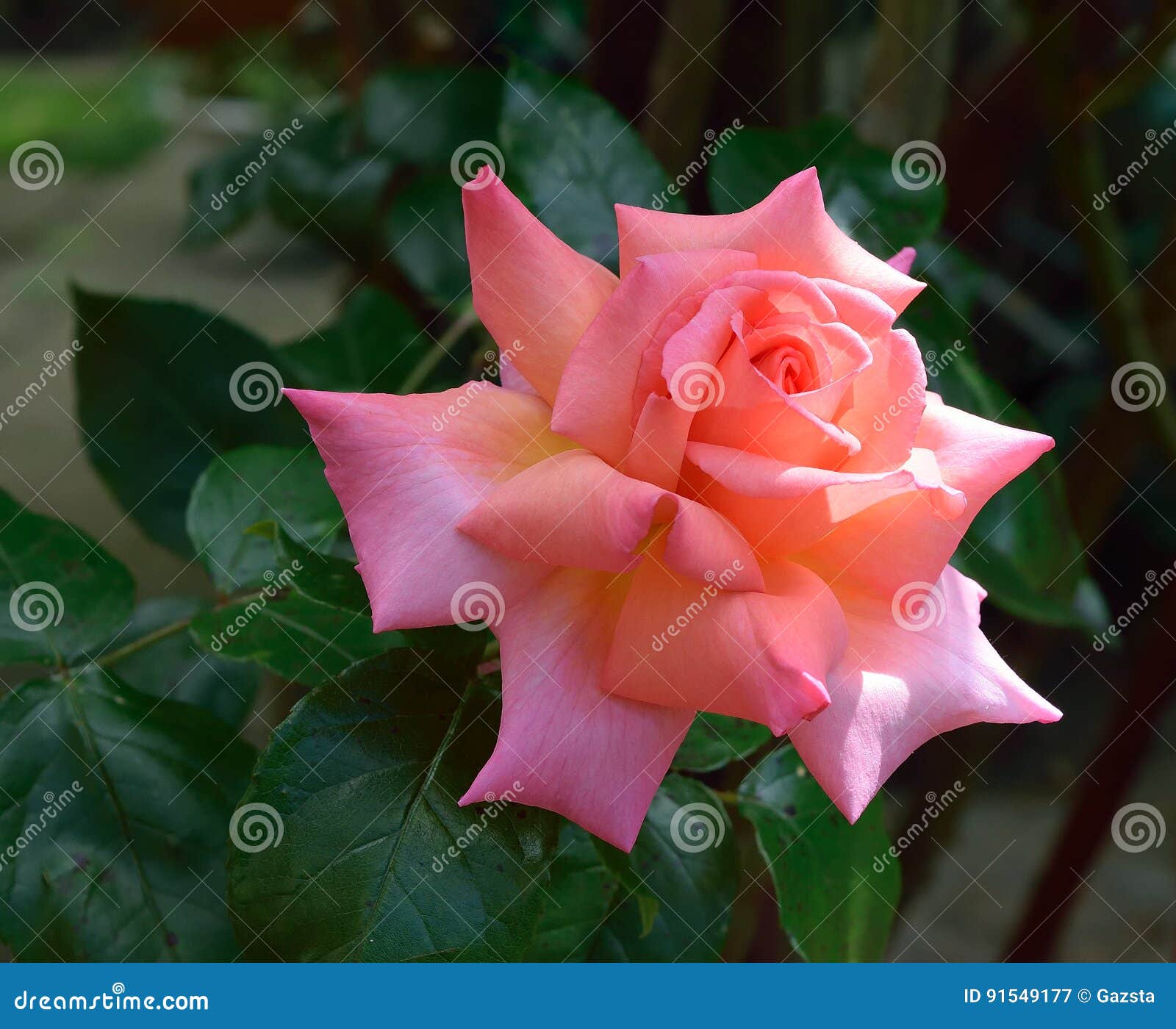 Peach Pink Rose stock image. Image of pink, petals, floral - 91549177
