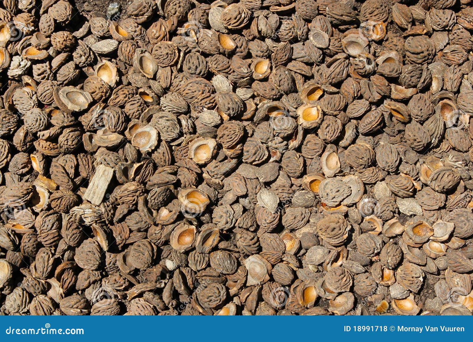 Peach pip texture stock photo. Image of ground, peaches - 18991718