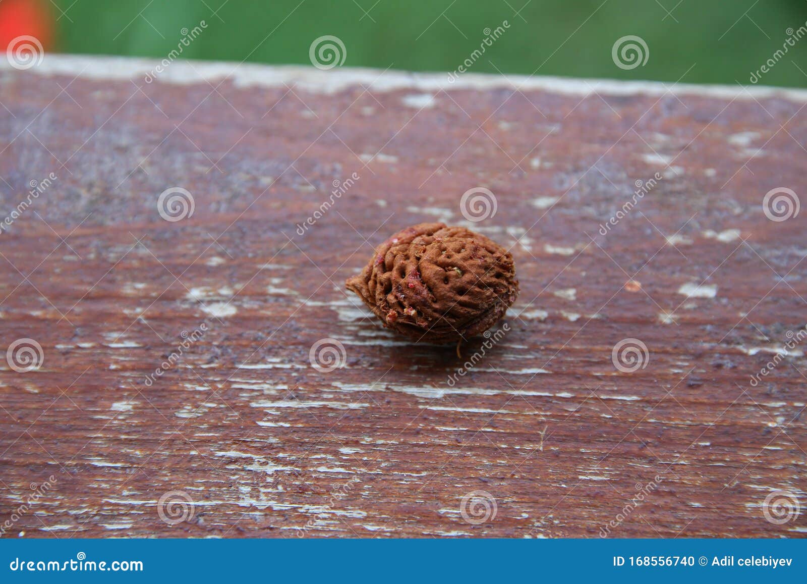 Peach Pit Closeup Isolated on Wooden Background. Peach Fruit Stone ...