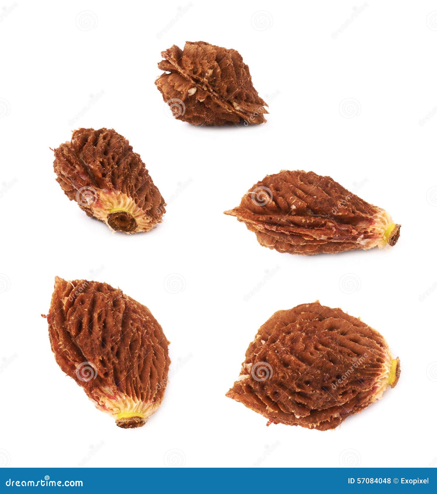 Peach pit seed isolated stock photo. Image of studio - 57084048