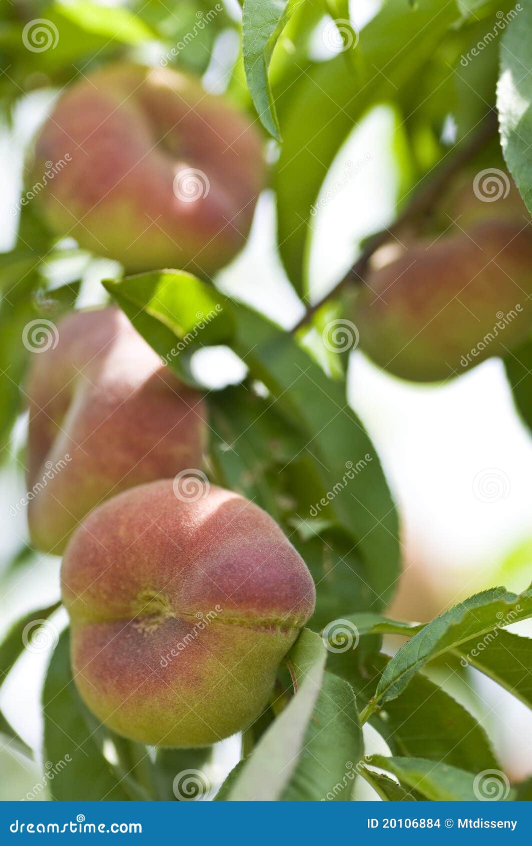 Peach in plantation stock photo. Image of fruit, harvest - 20106884