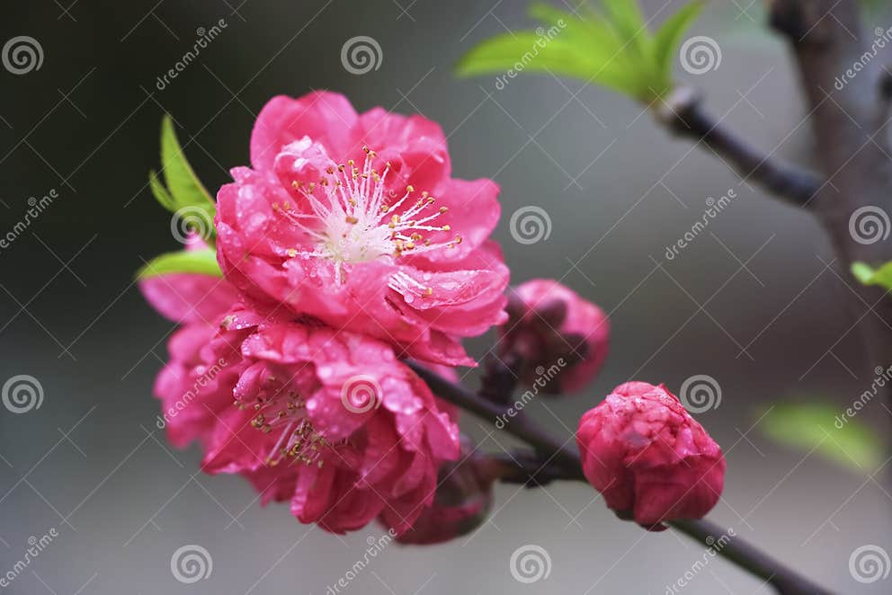 Peach in rain stock photo. Image of branch, blossom, bloom - 29310798