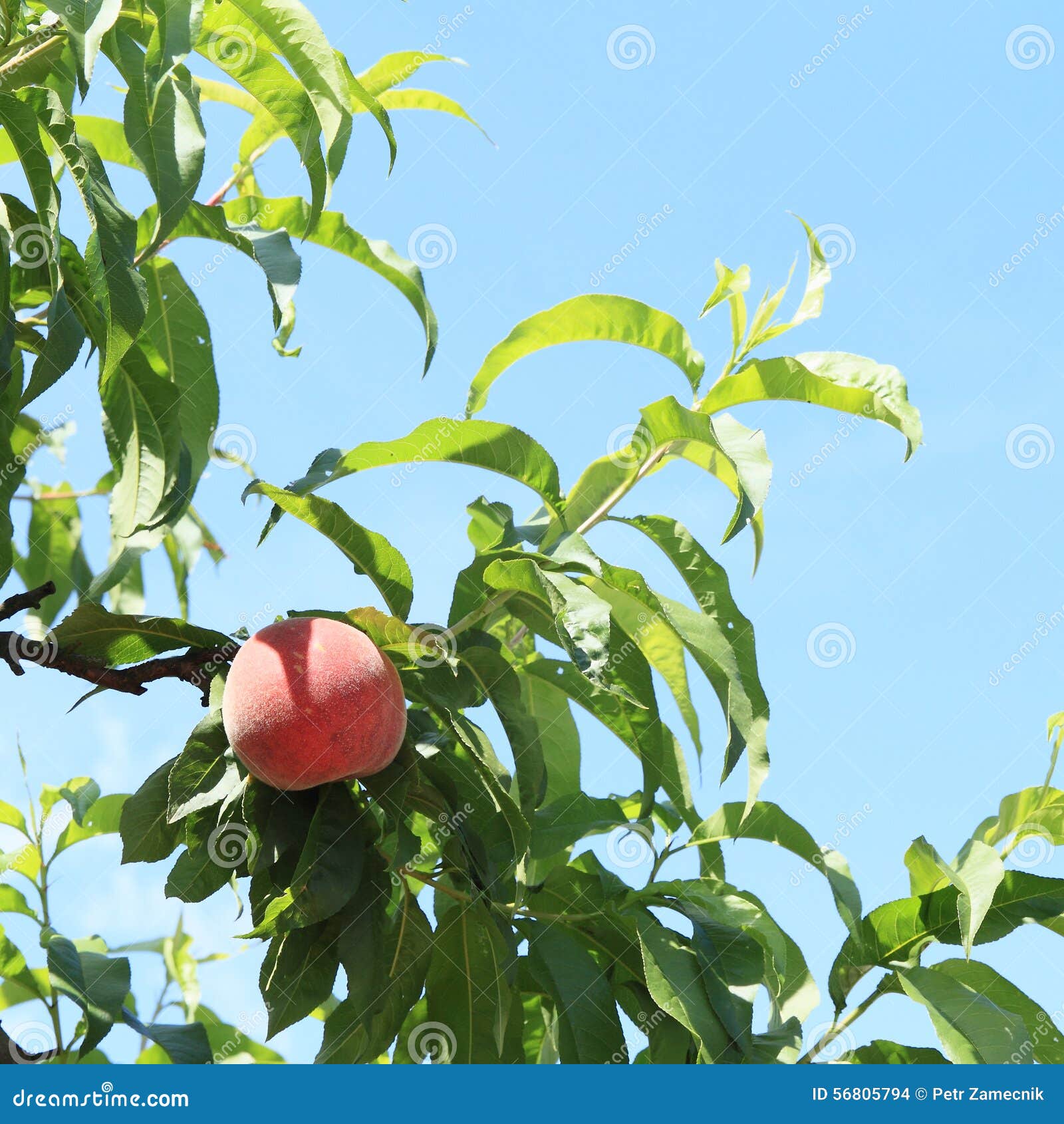 Peach stock photo. Image of food, fruit, leaves, blue - 56805794