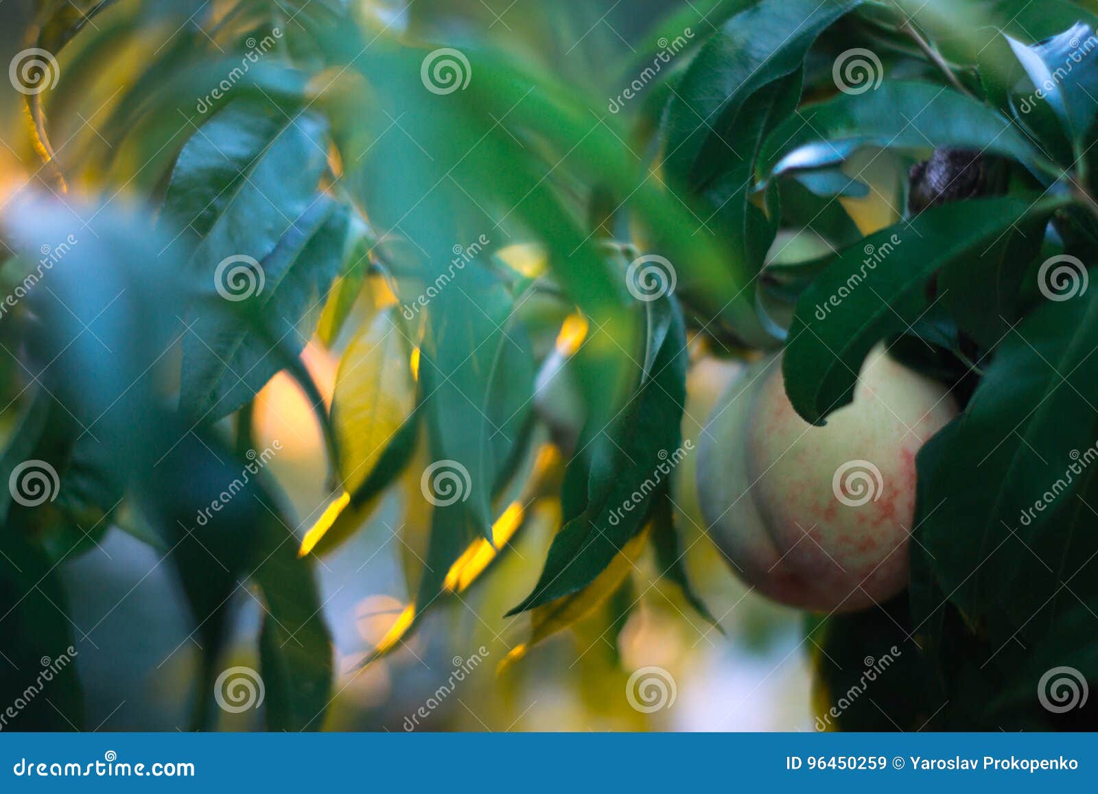 Peach Ripens on a Tree Branch in the Rays of the Evening Sun. Stock ...