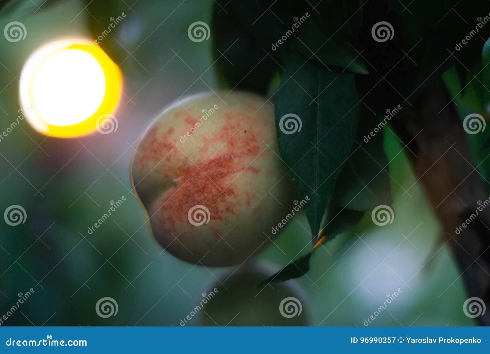 Peach Ripens on a Tree Branch in the Rays of the Evening Sun. Stock ...