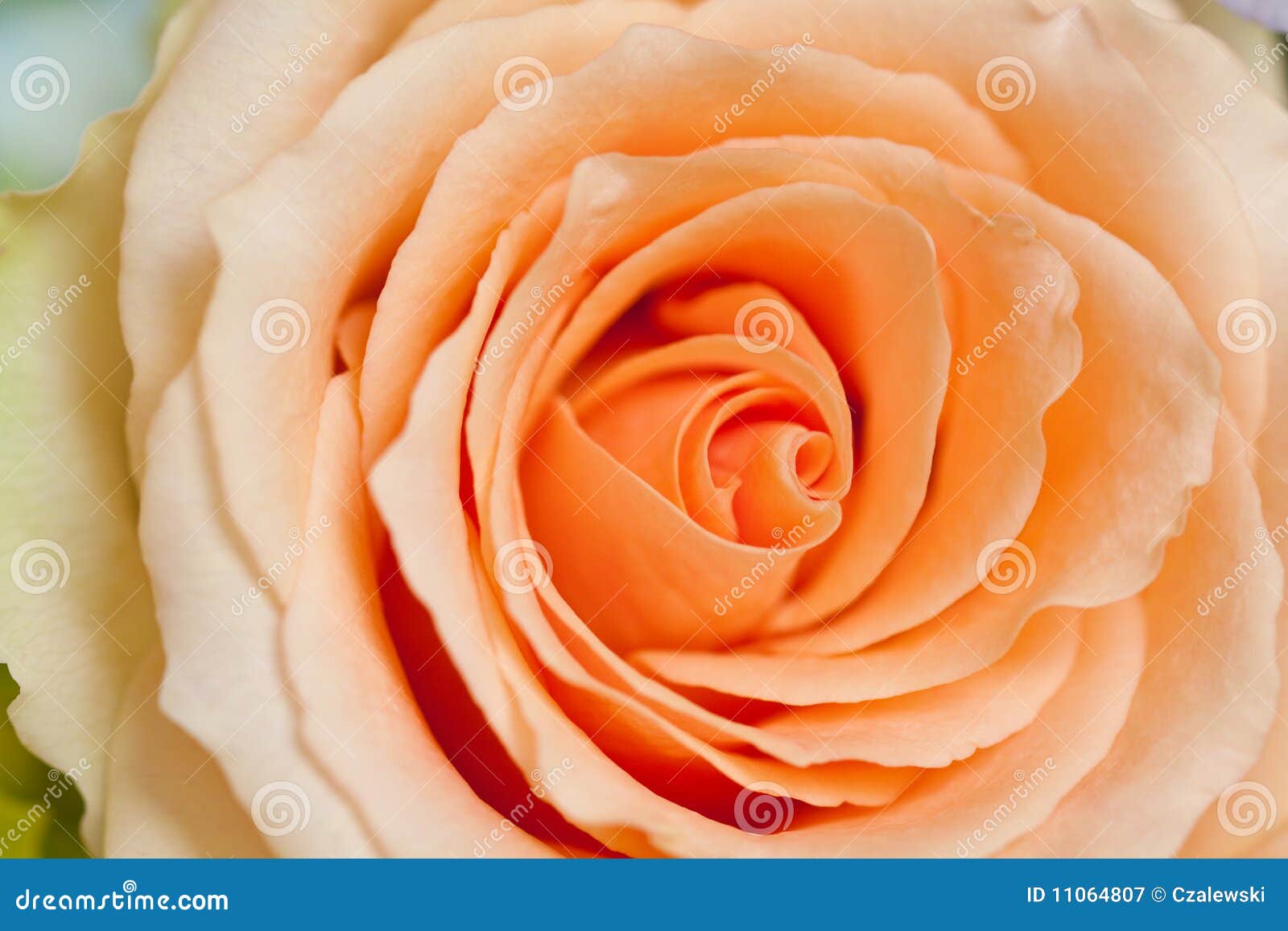 Peach rose stock image. Image of background, flora, petals - 11064807