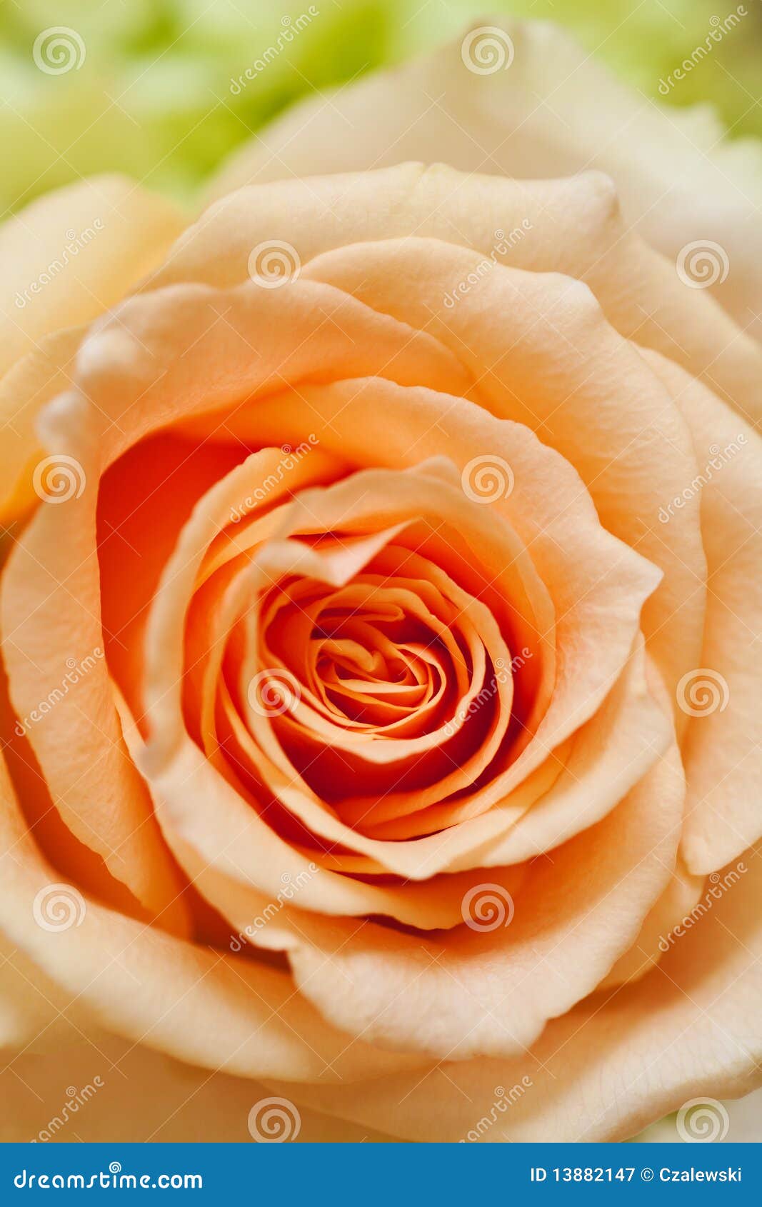 Peach rose stock image. Image of flowers, flora, botany - 13882147