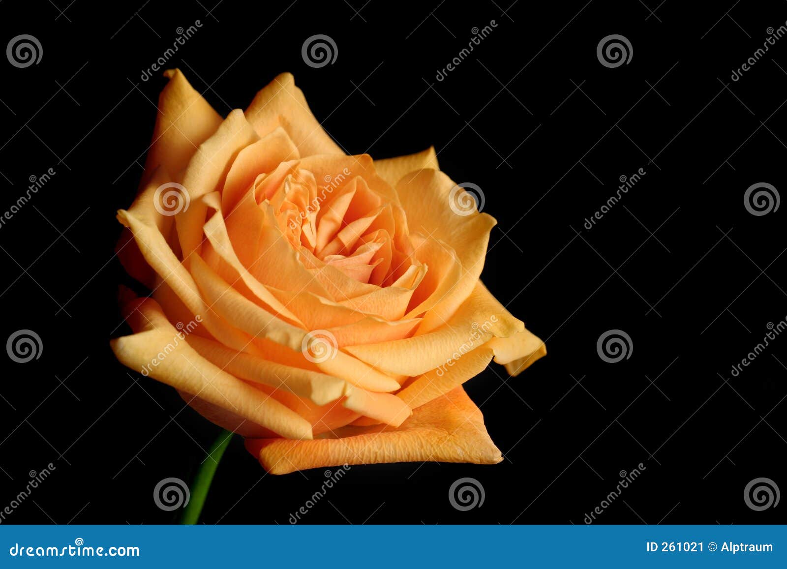 Peach rose stock image. Image of flora, orange, close, nature - 261021