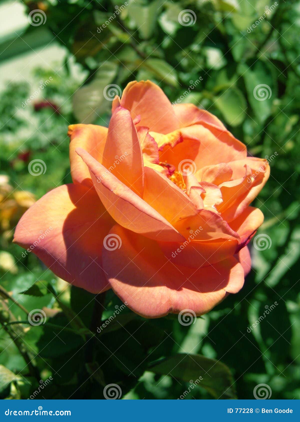 Peach Rose stock photo. Image of closeup, outdoor, stunning - 77228