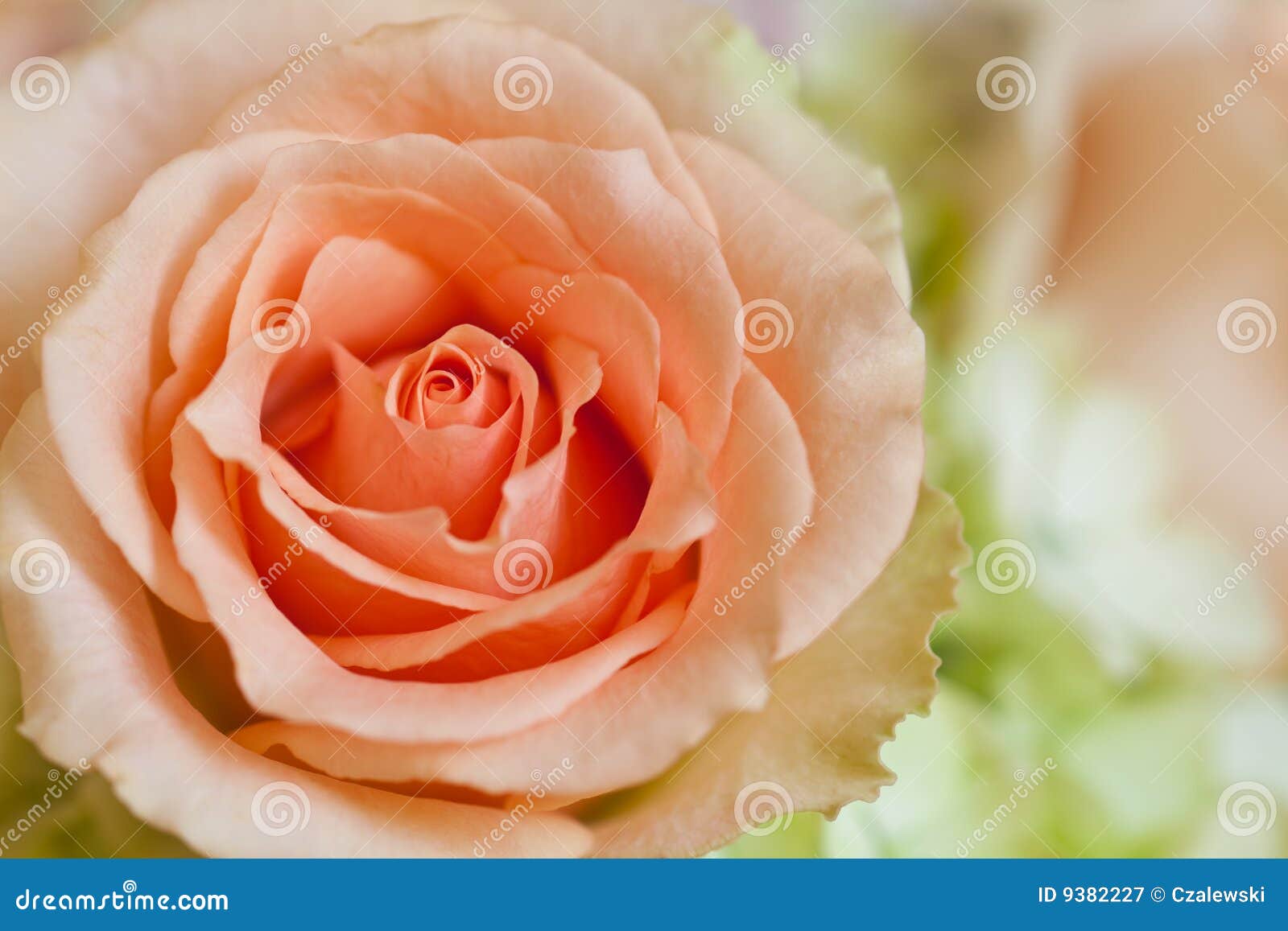 Peach rose stock image. Image of nature, growth, backdrop - 9382227