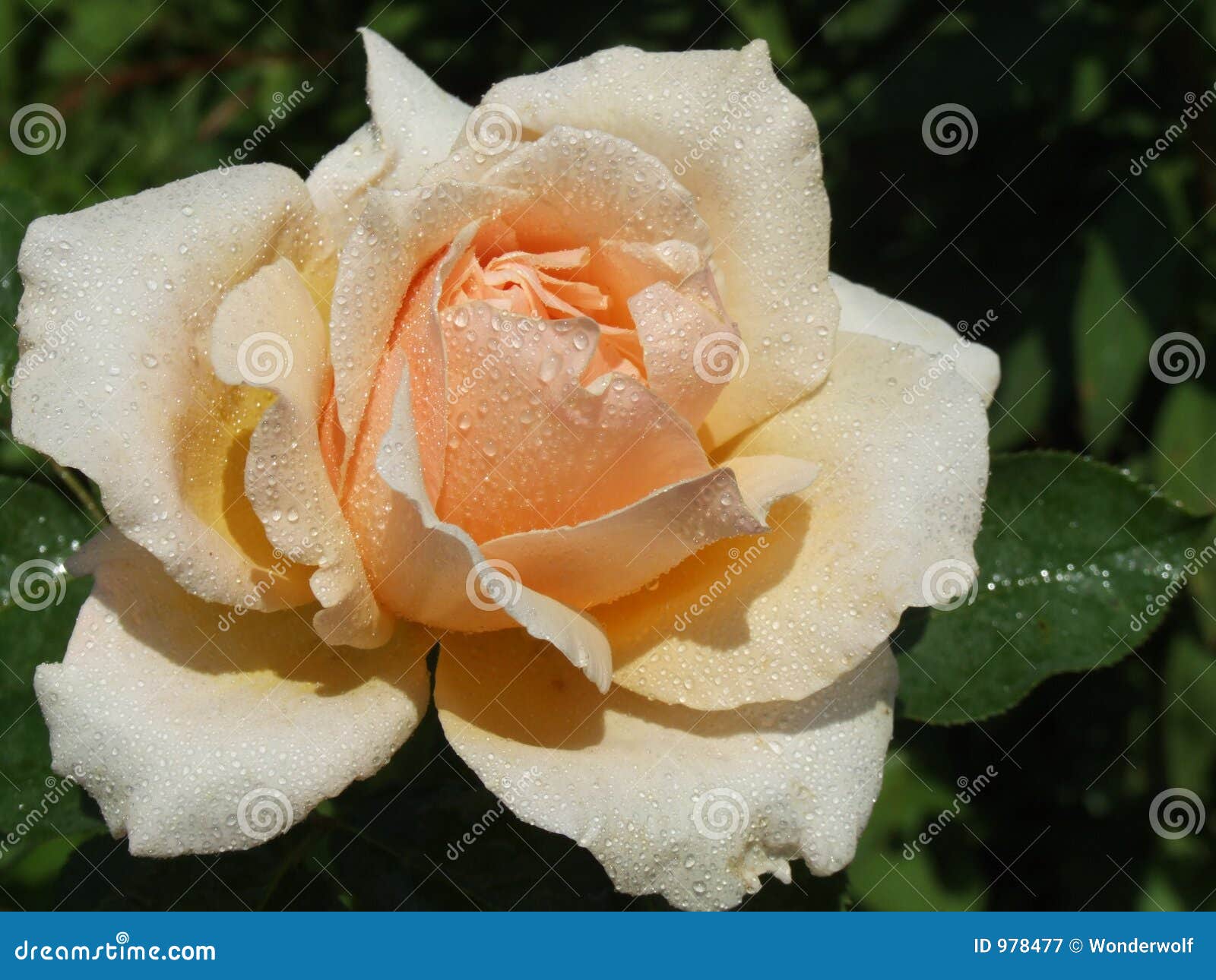 A Peach Rose Flower With A Green Background Stock Photography ...
