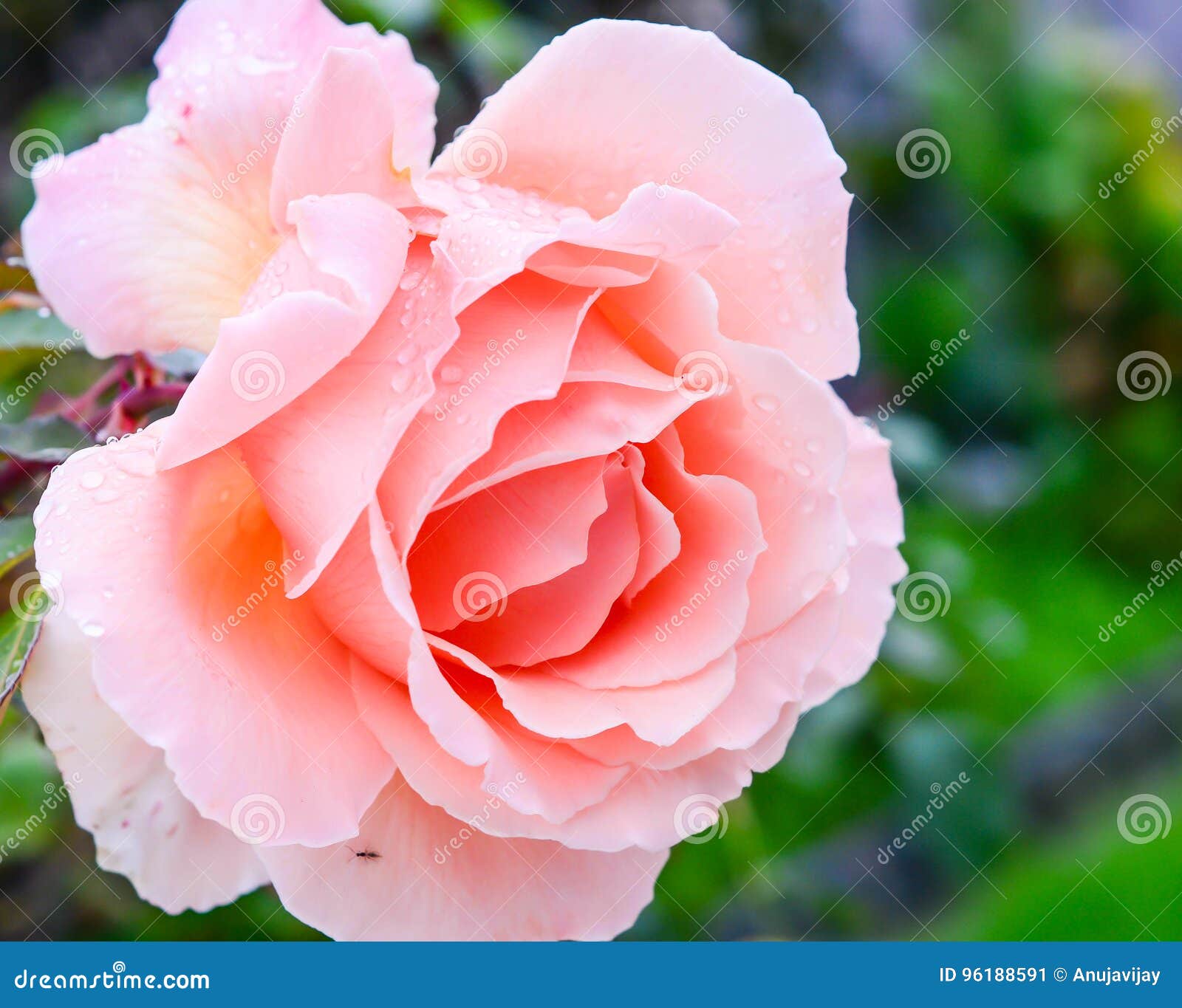 Peach rose stock image. Image of floral, birthday, blossom - 96188591