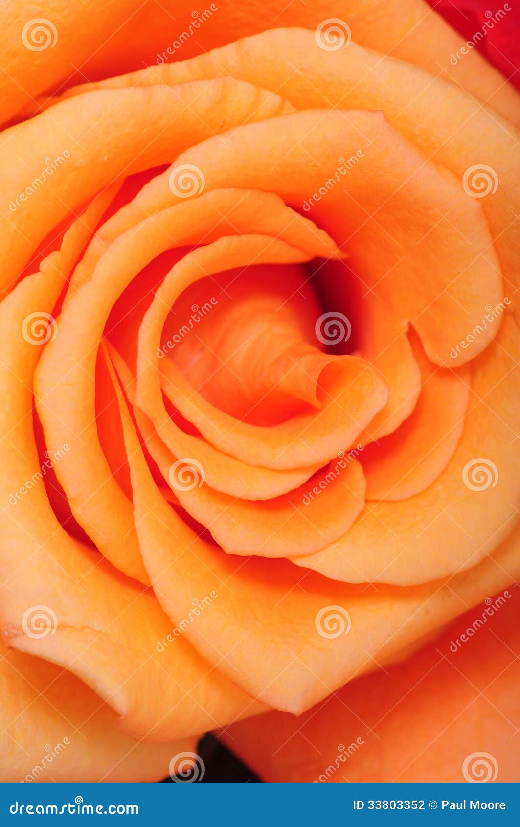 Peach Rose stock photo. Image of curl, love, bloom, petal - 33803352