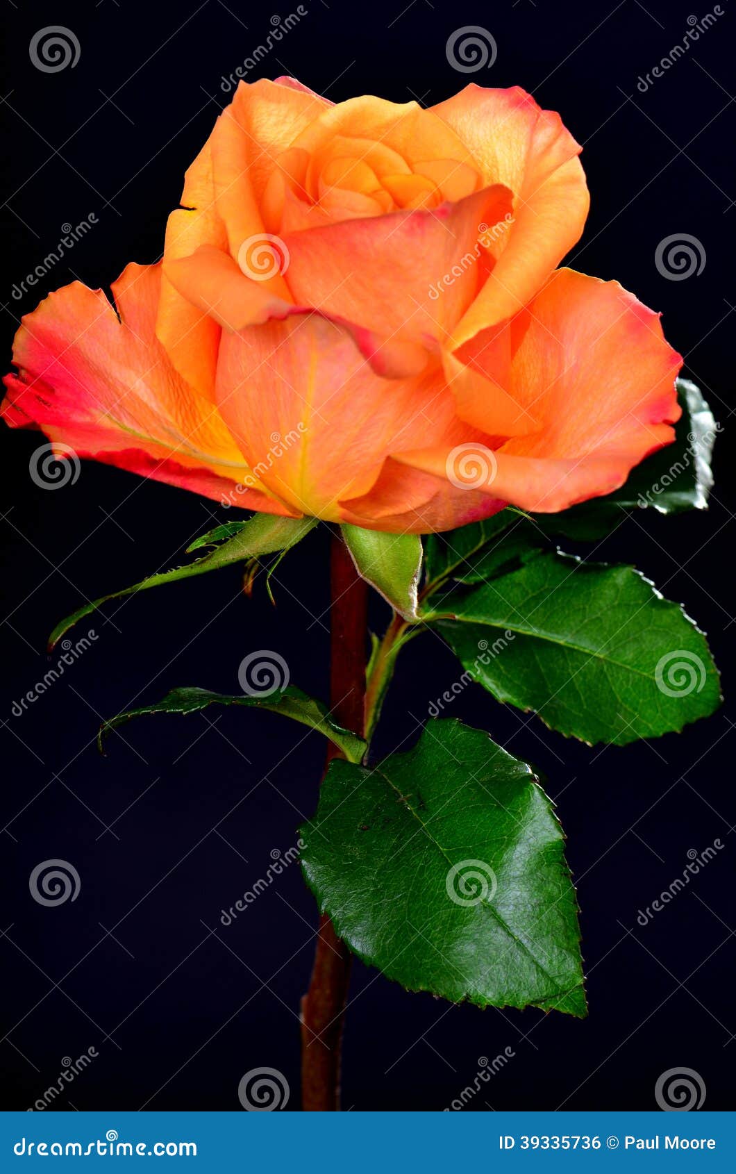 Peach Rose stock photo. Image of color, design, background - 39335736