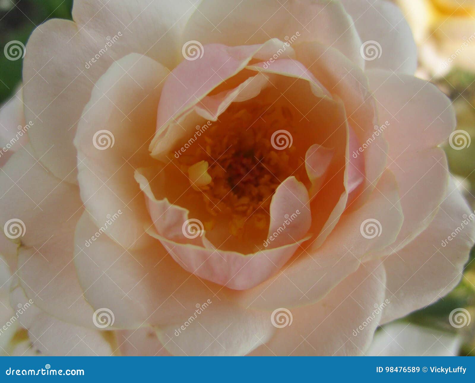 Peach Rose Flower in Garden Stock Image - Image of colored, white: 98476589
