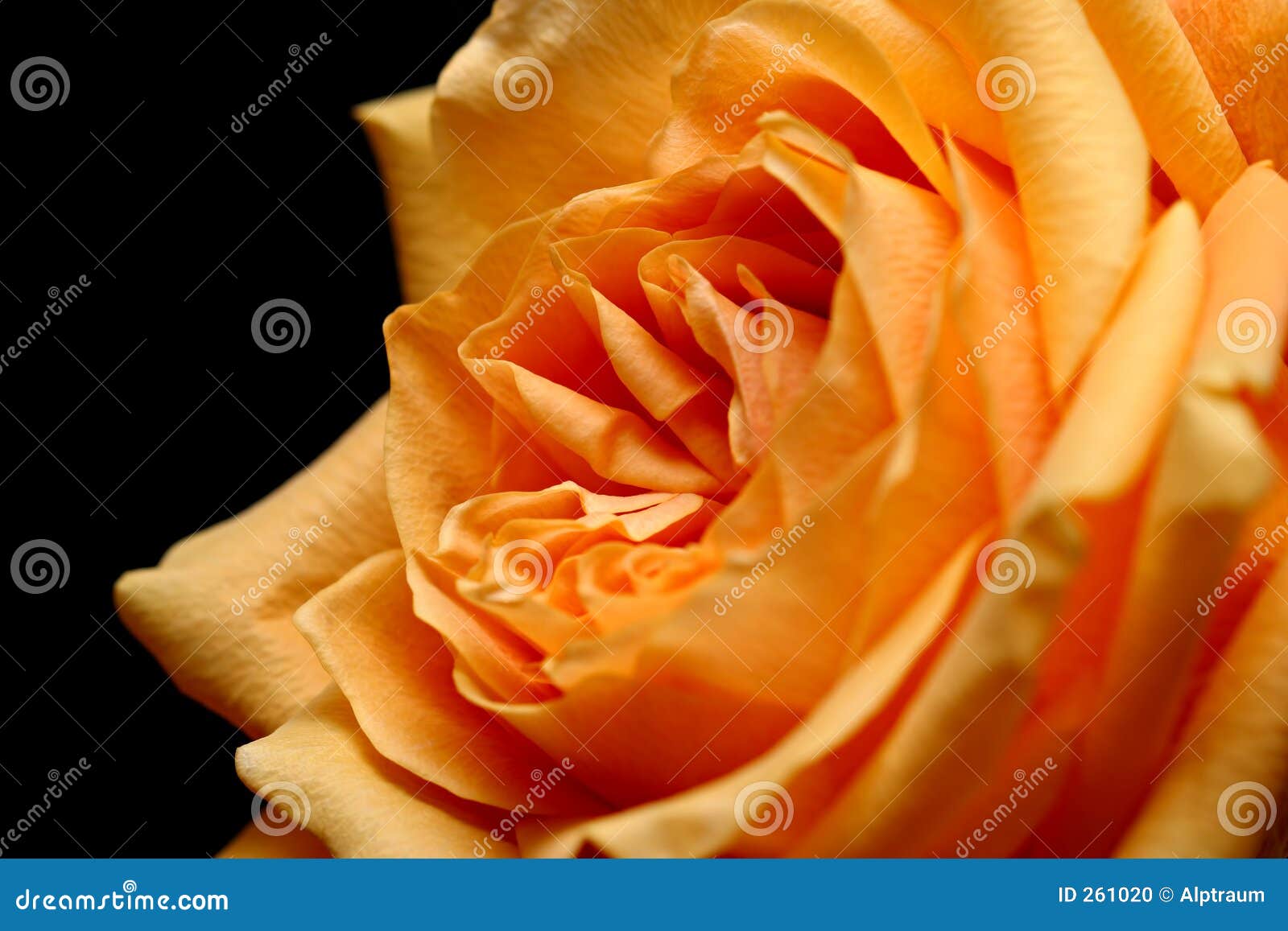 Peach rose over black stock photo. Image of outdoors, love - 261020