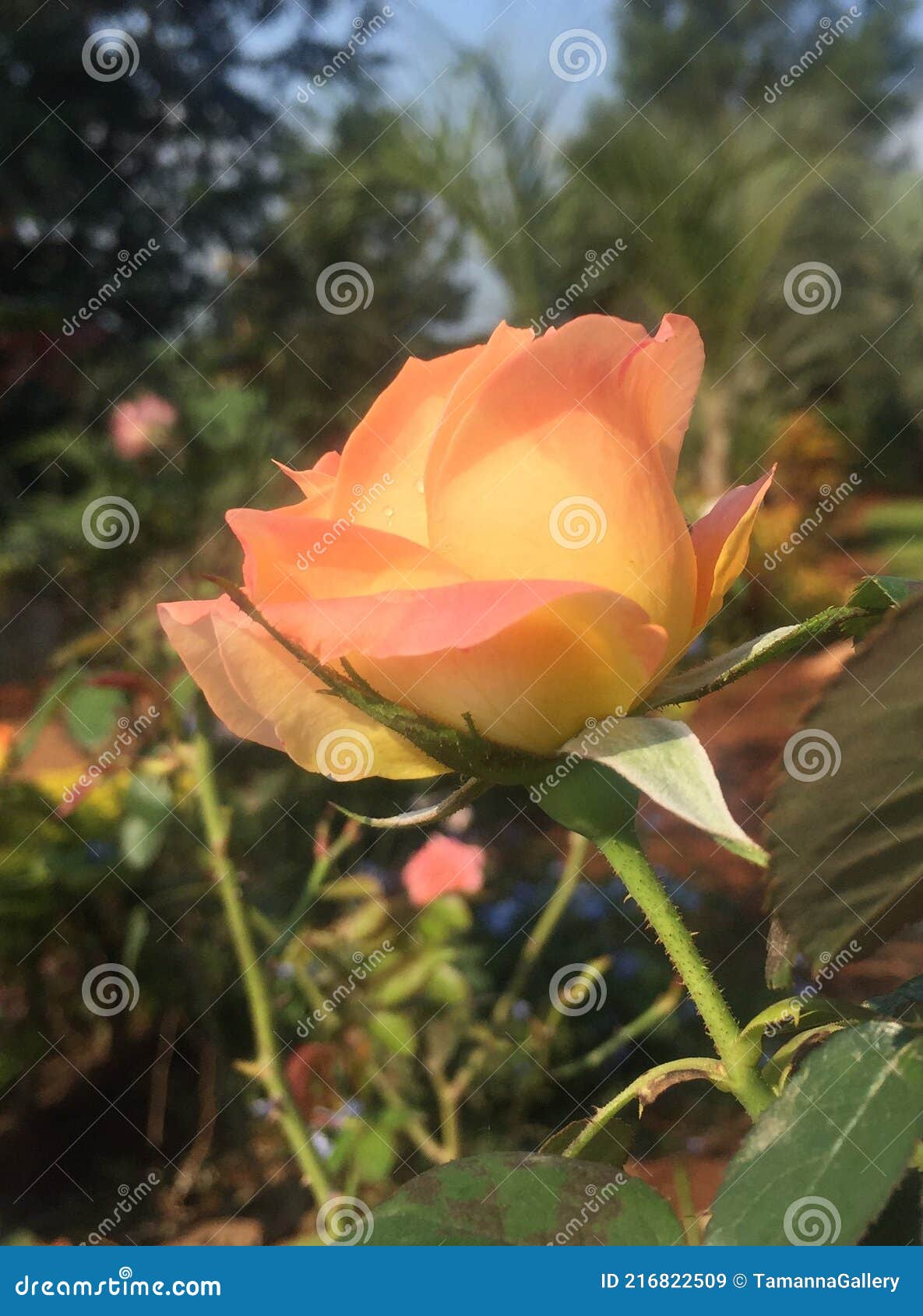 Beautiful Peach Rose Flower Stock Image - Image of district, rose ...
