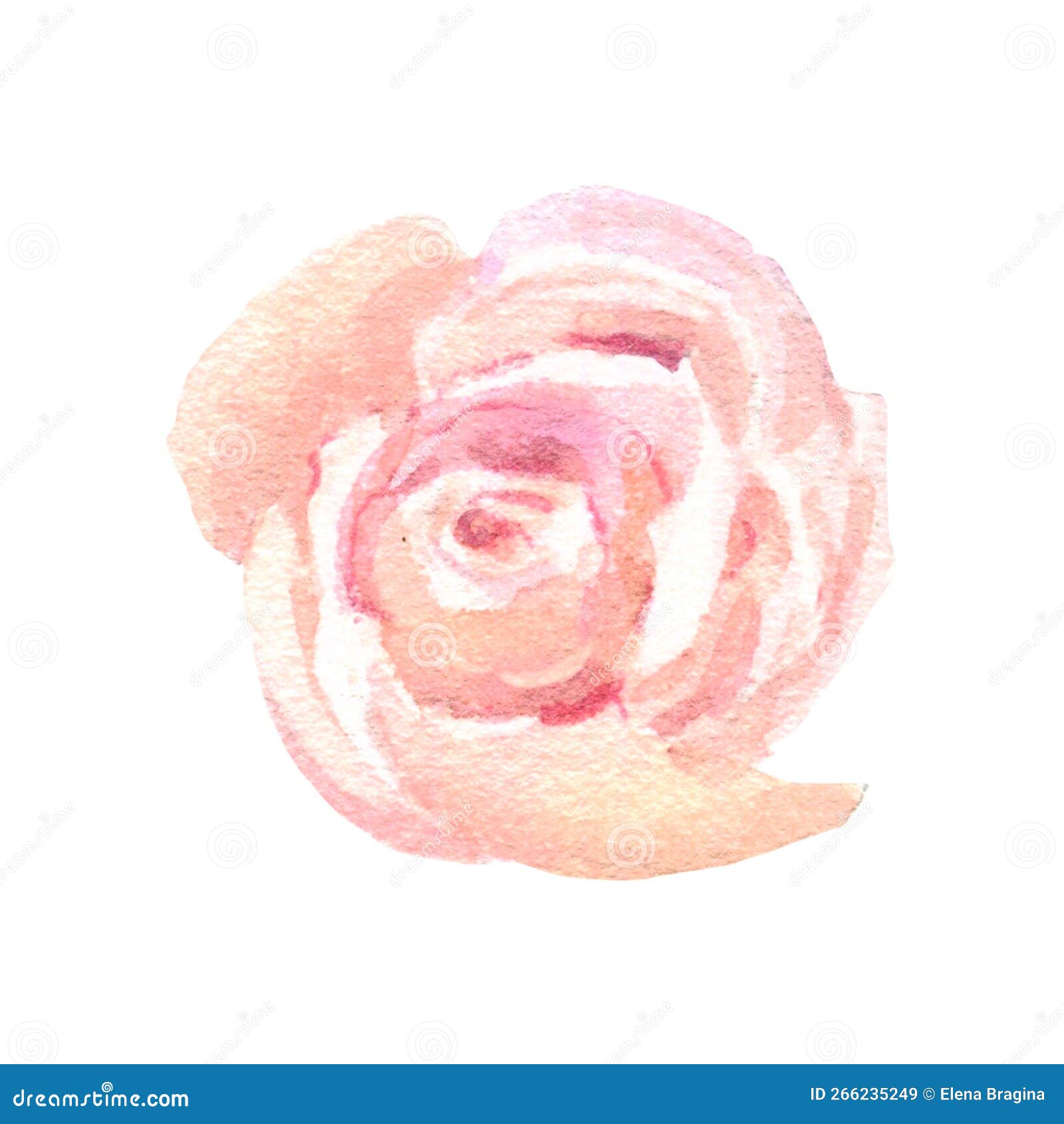 Peach Rose Watercolor Element Isolate on White Background. Stock ...