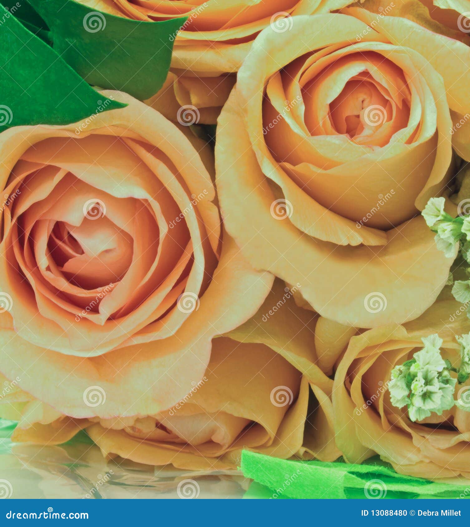 Peach roses stock photo. Image of industries, perennials - 13088480