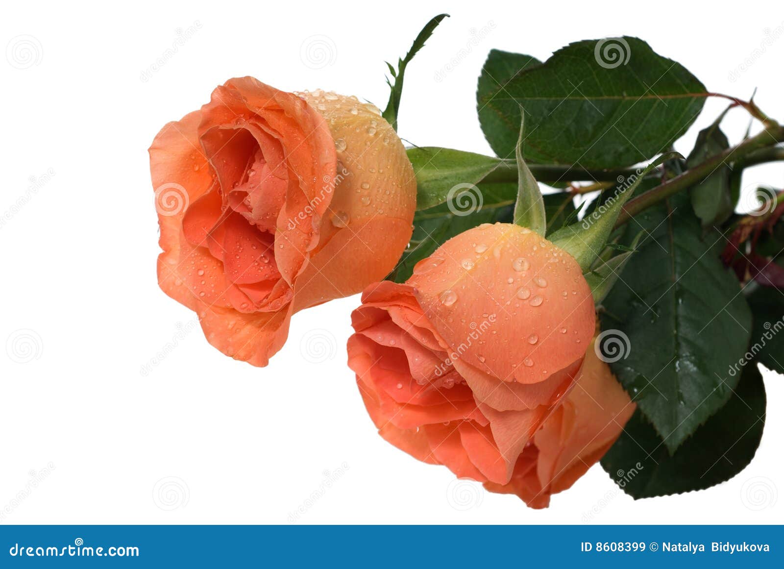 Peach Roses Royalty-Free Stock Photography | CartoonDealer.com #675401