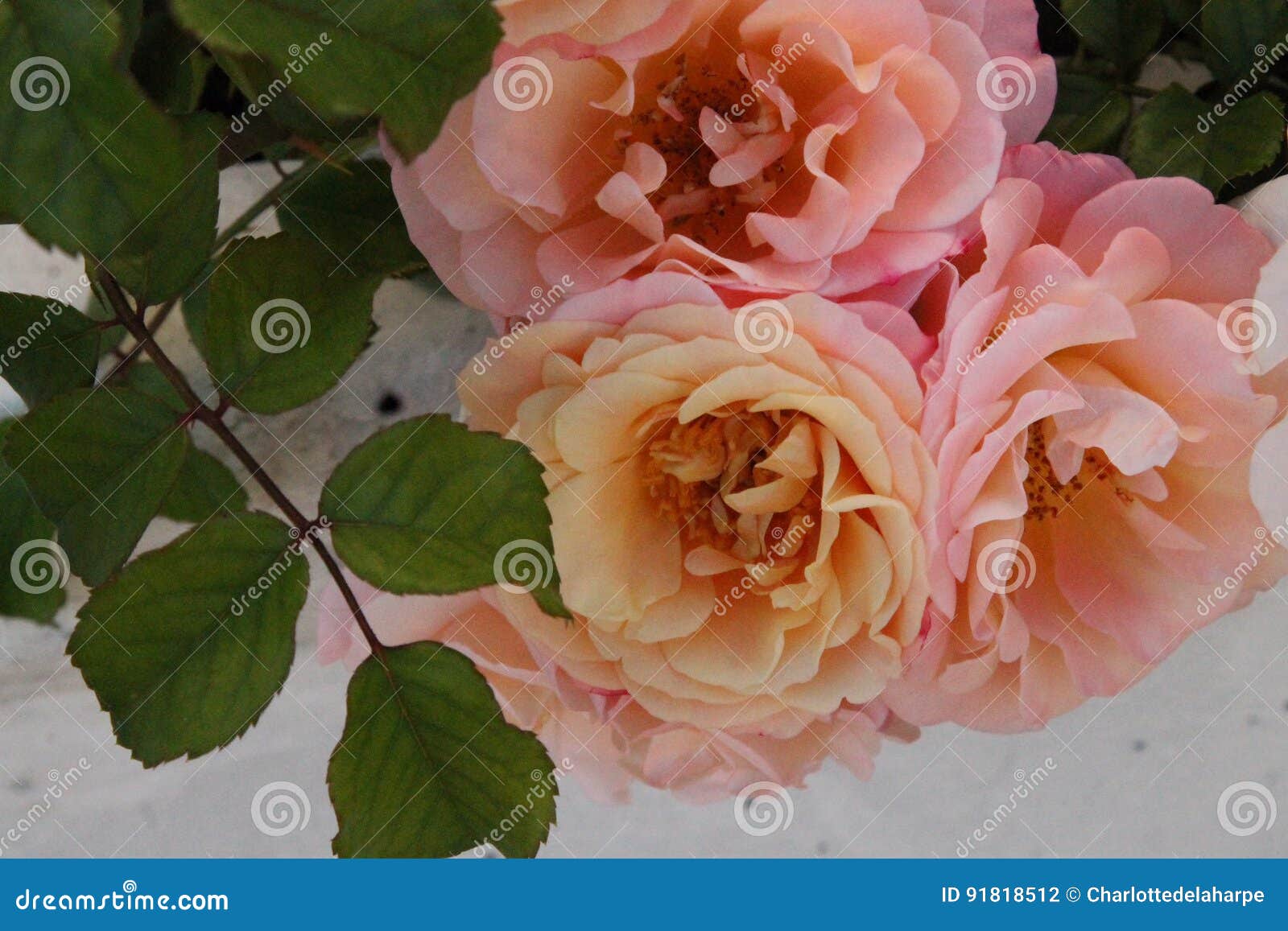 Trioroses Stock Photos - Free & Royalty-Free Stock Photos from Dreamstime