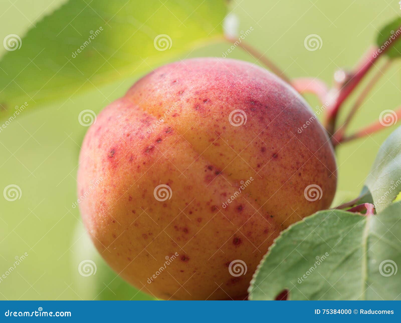 Peach with Spots Macro Shot Stock Photo - Image of multiple, orange ...