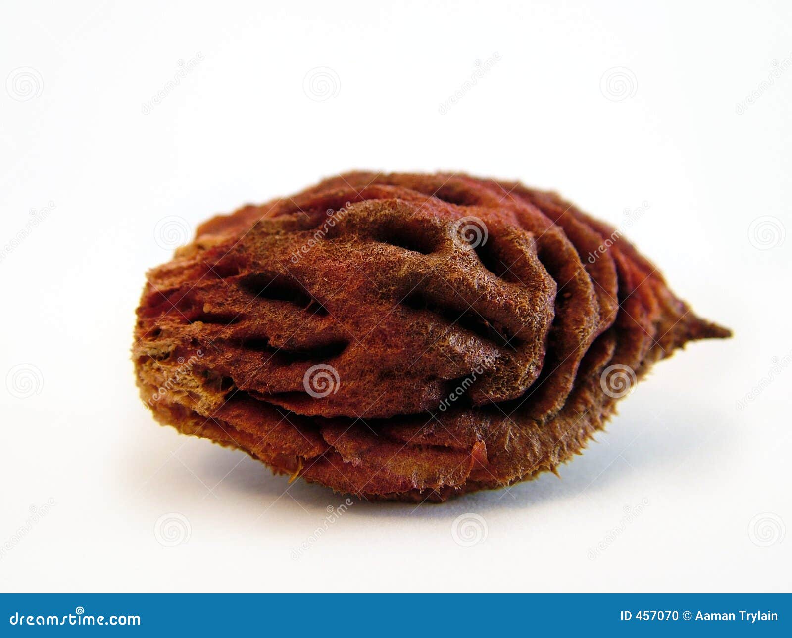 Peach stone stock photo. Image of seed, germinate, yellow - 457070