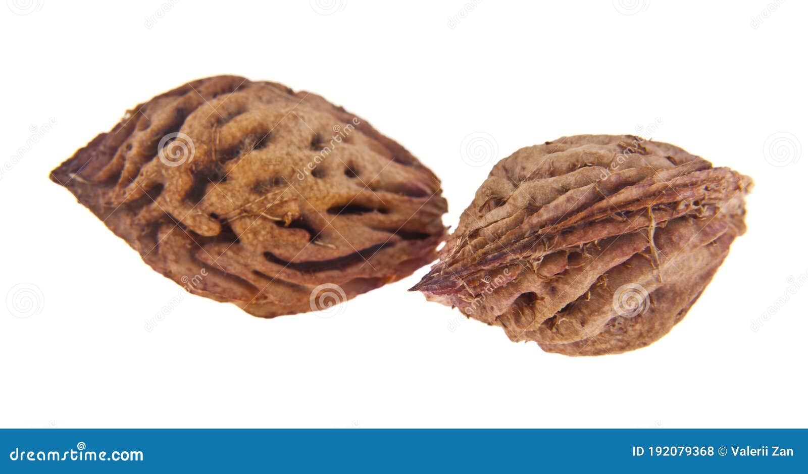 Peach Stone Isolated on White Background. Stock Photo - Image of ripe ...