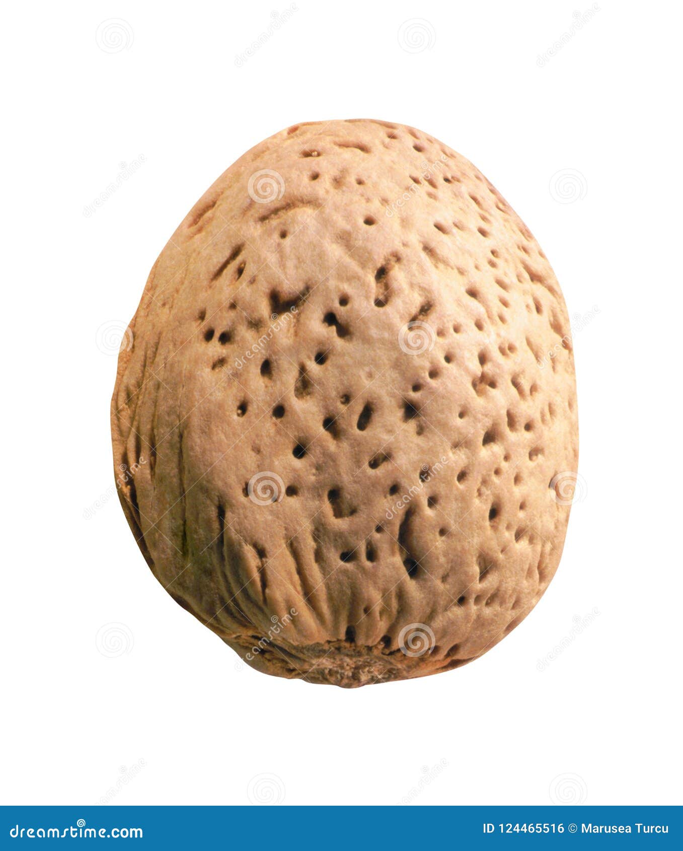 Peach Stone Isolated on White Stock Photo - Image of fresh, peach ...