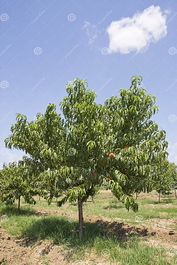 Peach Tree stock image. Image of agricultural, health - 10627959