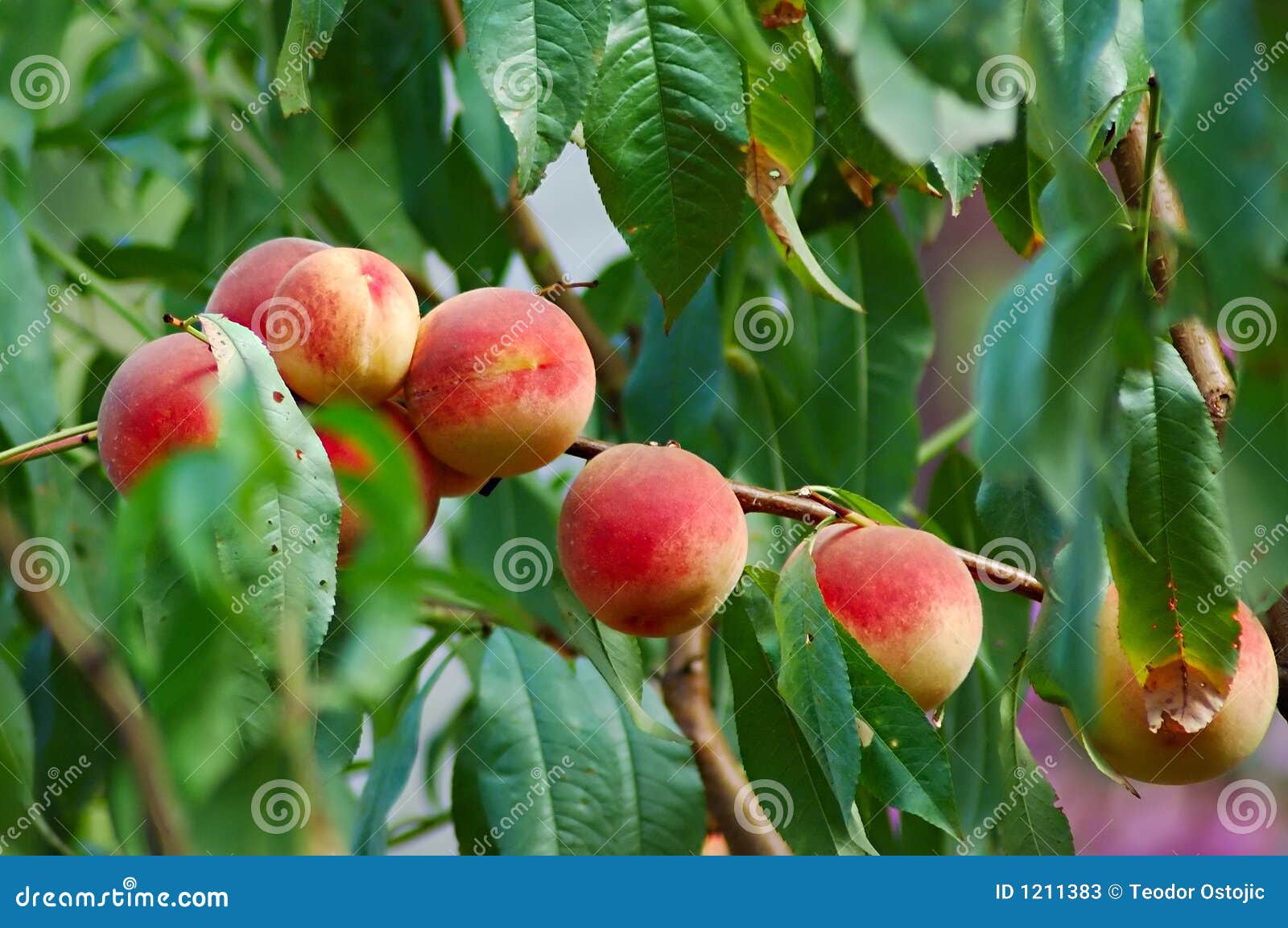 Peach tree stock image. Image of lunch, crop, peach, natural - 1211383