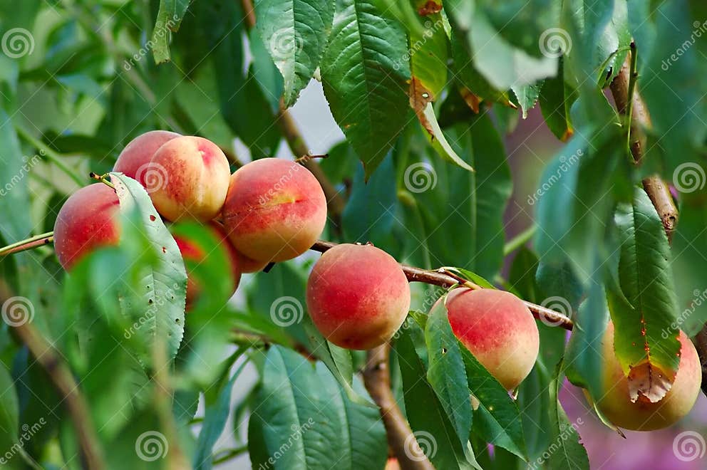 Peach tree stock image. Image of lunch, crop, peach, natural - 1211383