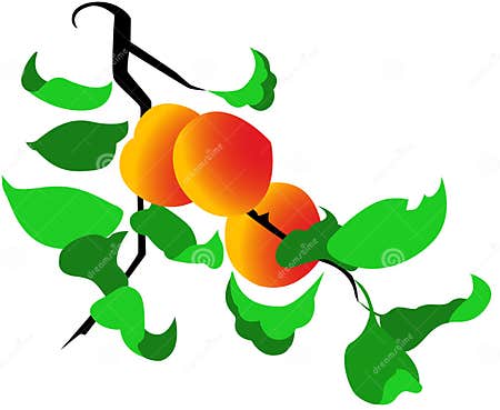 Peach tree stock vector. Illustration of cartoon, peach - 15188559