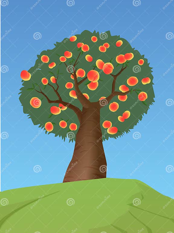 Peach tree stock illustration. Illustration of tree, fruit - 19318746