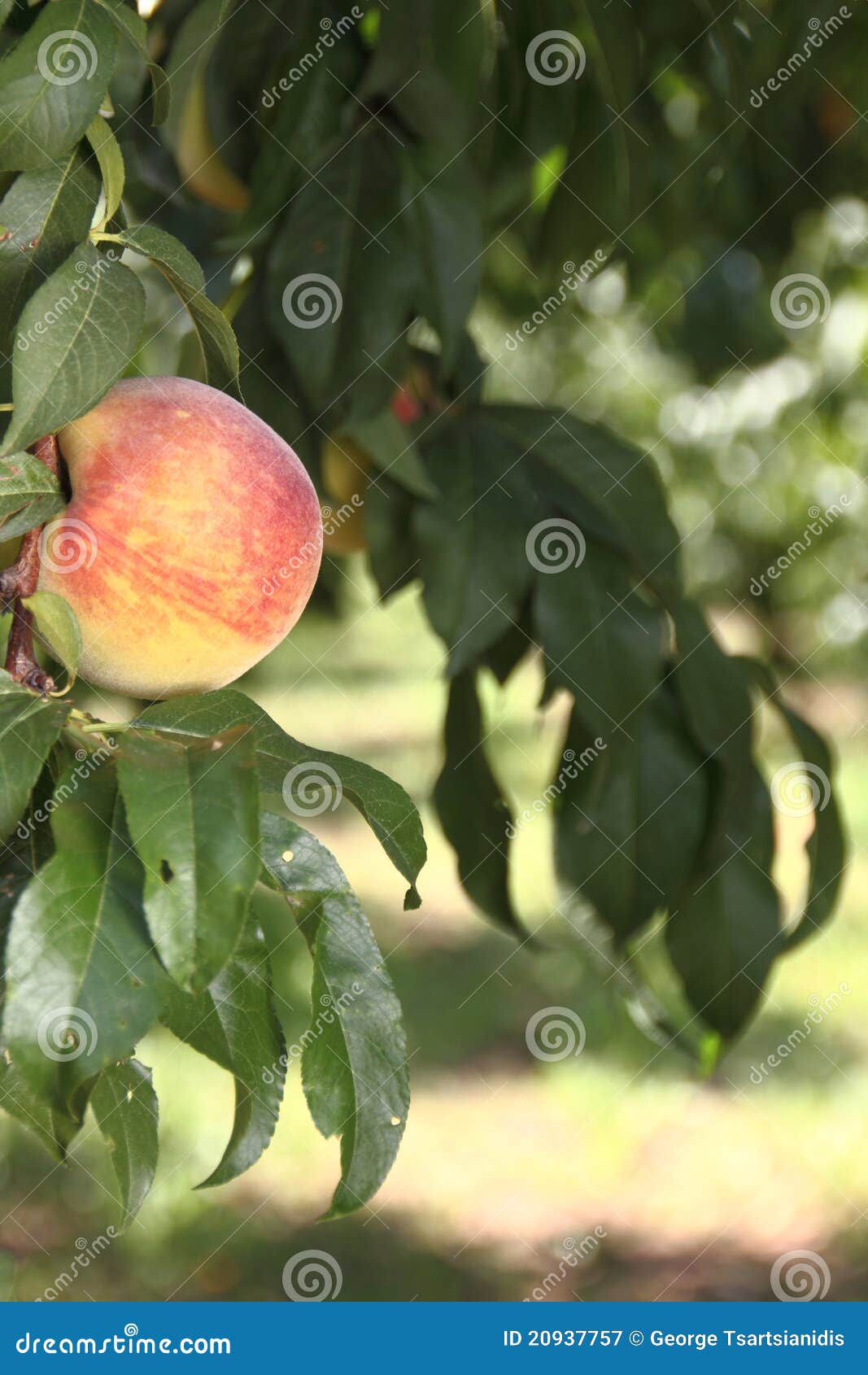 Peach tree stock image. Image of branch, nature, juicy - 20937757