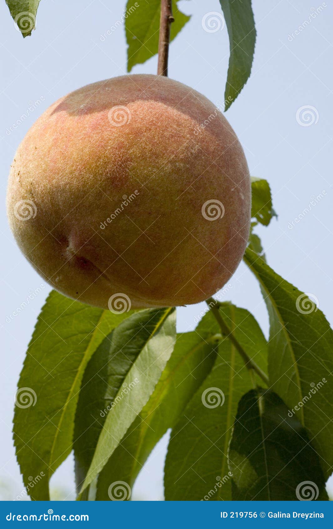 Peach on the tree stock photo. Image of nature, leaf, natural - 219756