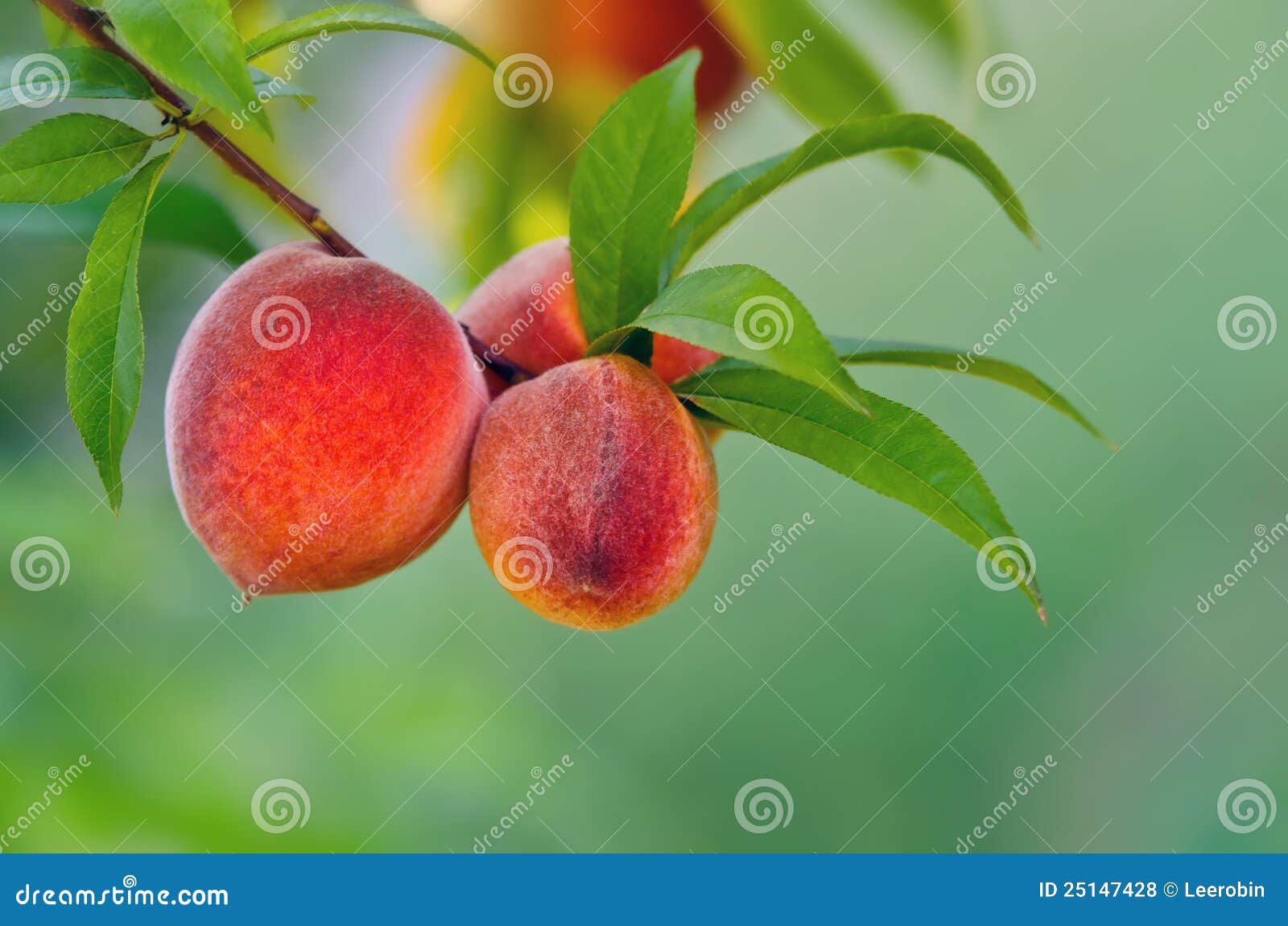 Peach tree stock photo. Image of summer, nature, fruit - 25147428