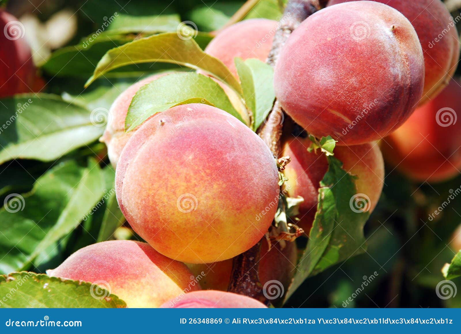 Peach tree stock image. Image of foliage, fresh, diet - 26348869