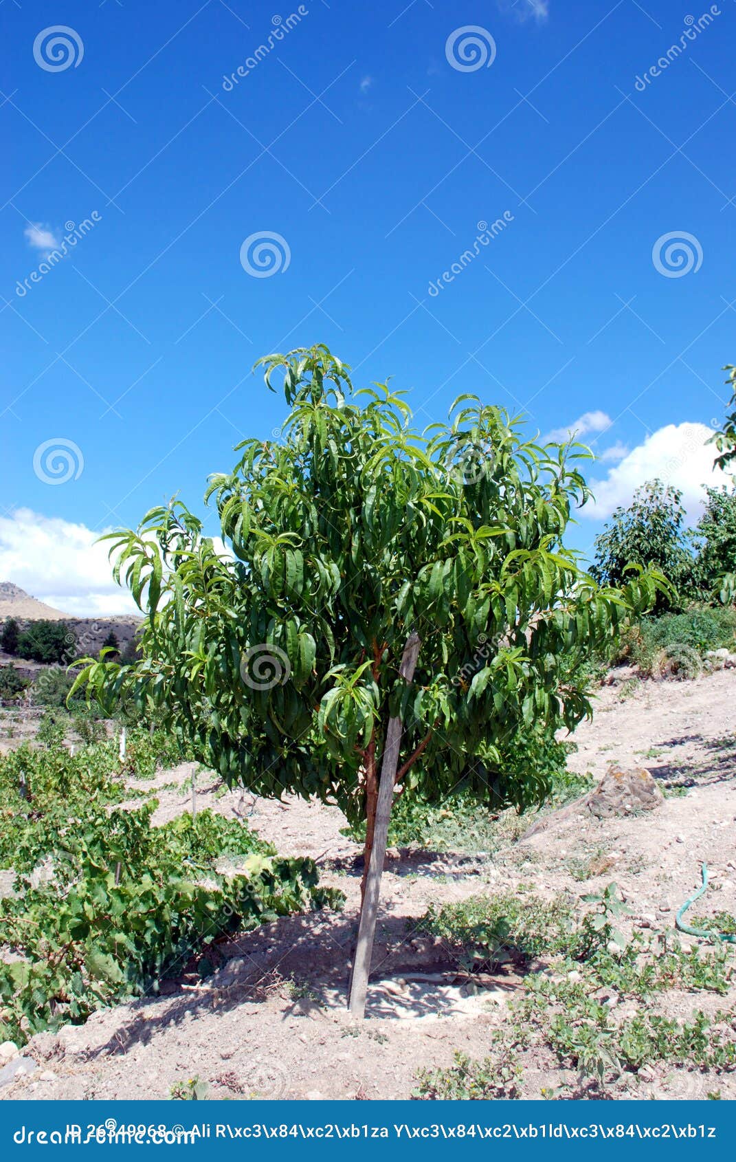 Peach Tree stock photo. Image of grow, landscape, healthy - 26349968