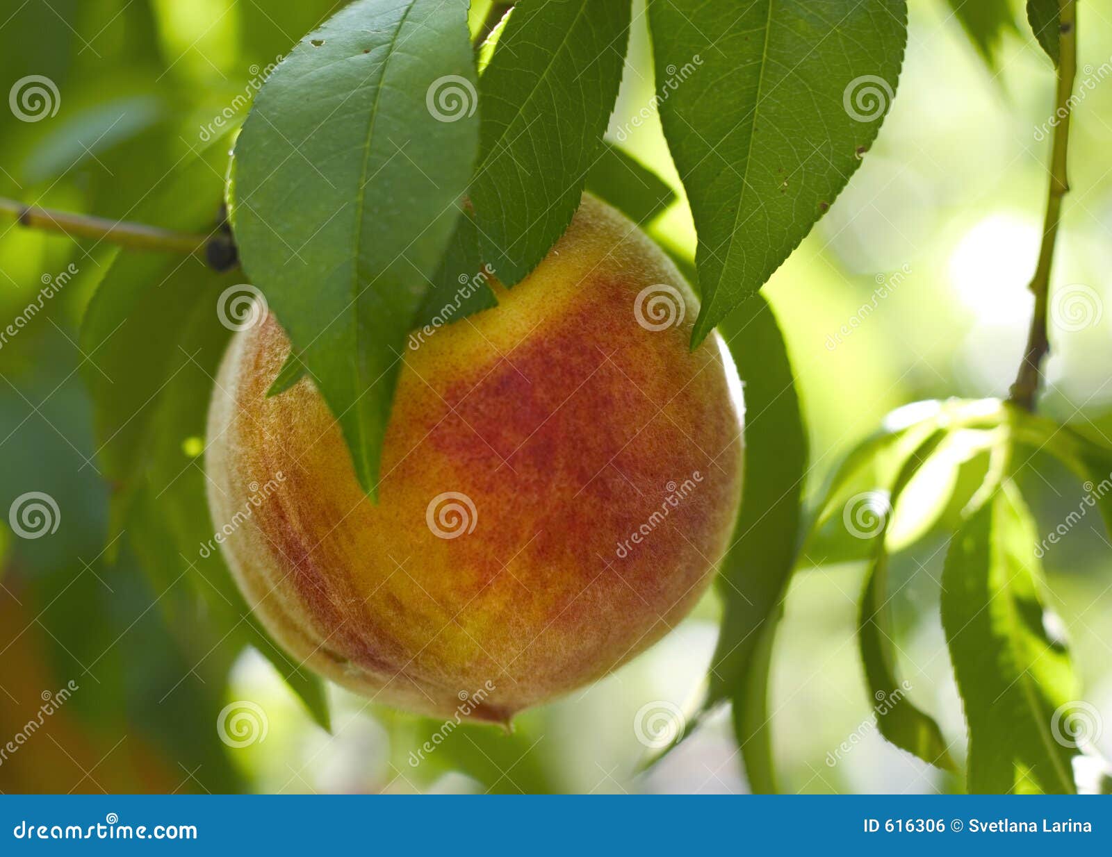 Peach on a tree stock photo. Image of juicy, organic, agriculture - 616306